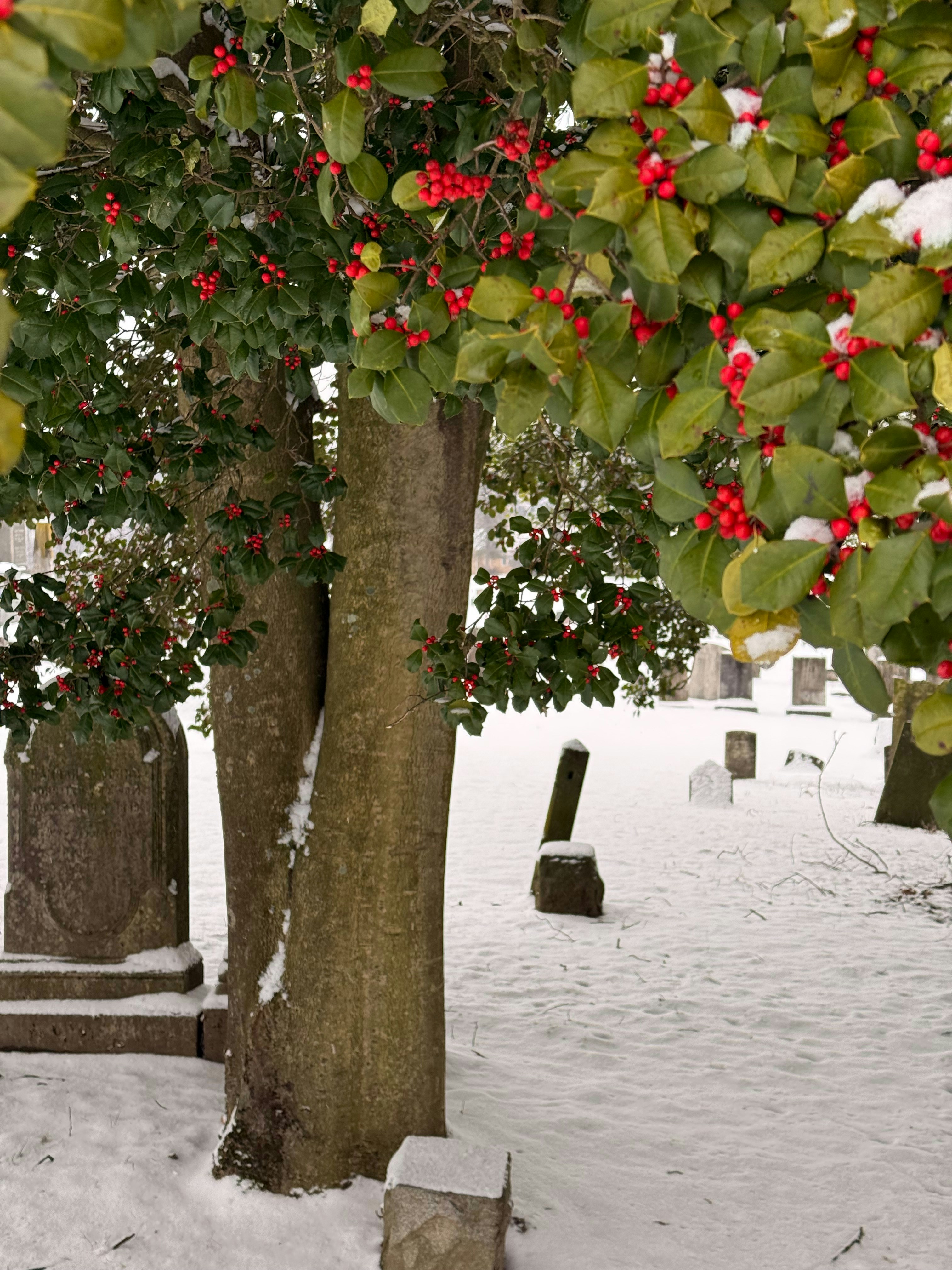 Snowy Cemetery Beneath Holly and Berries