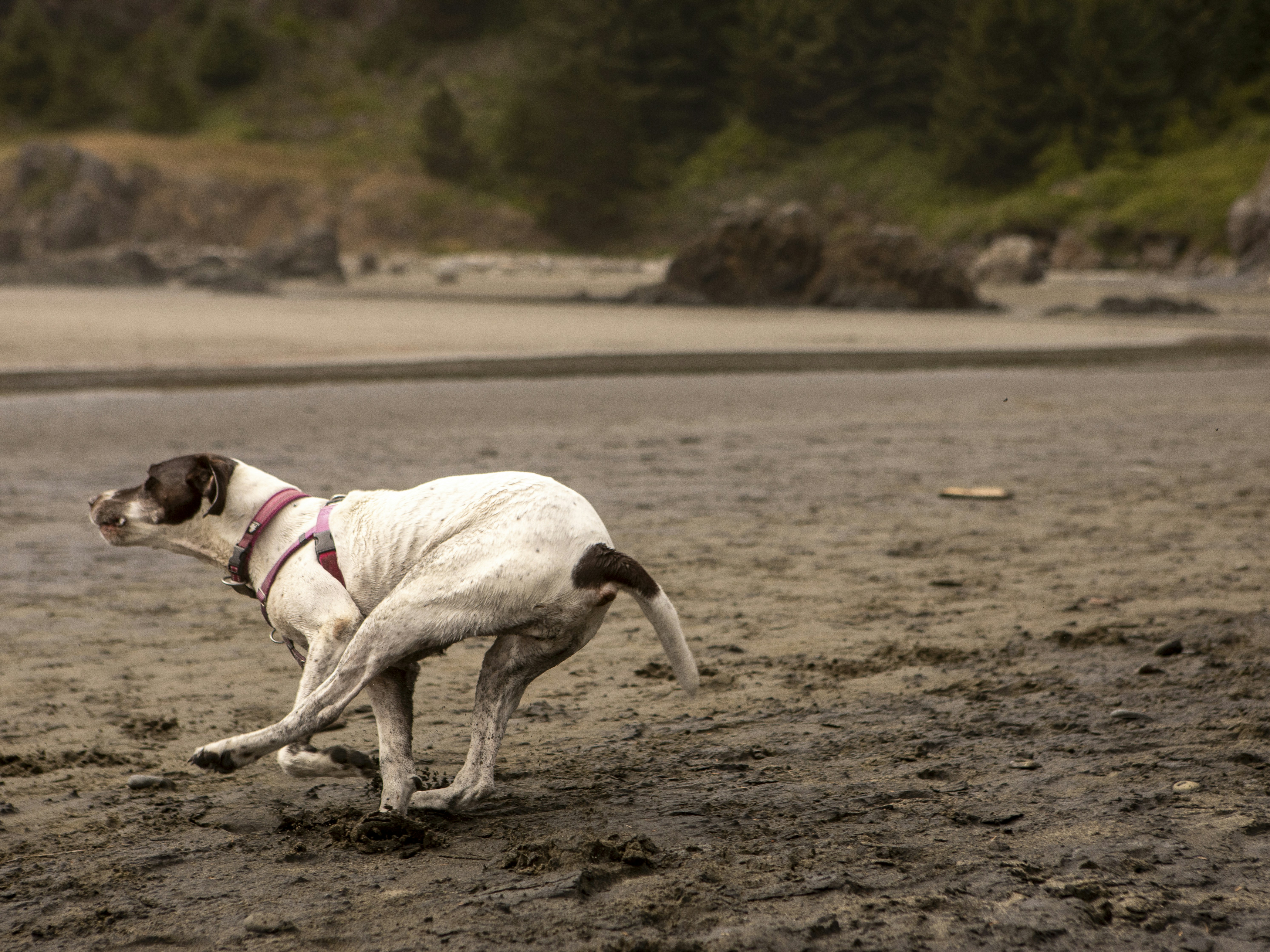 White dog with pink harness runs on sandy beach. photo – Free Dog ...