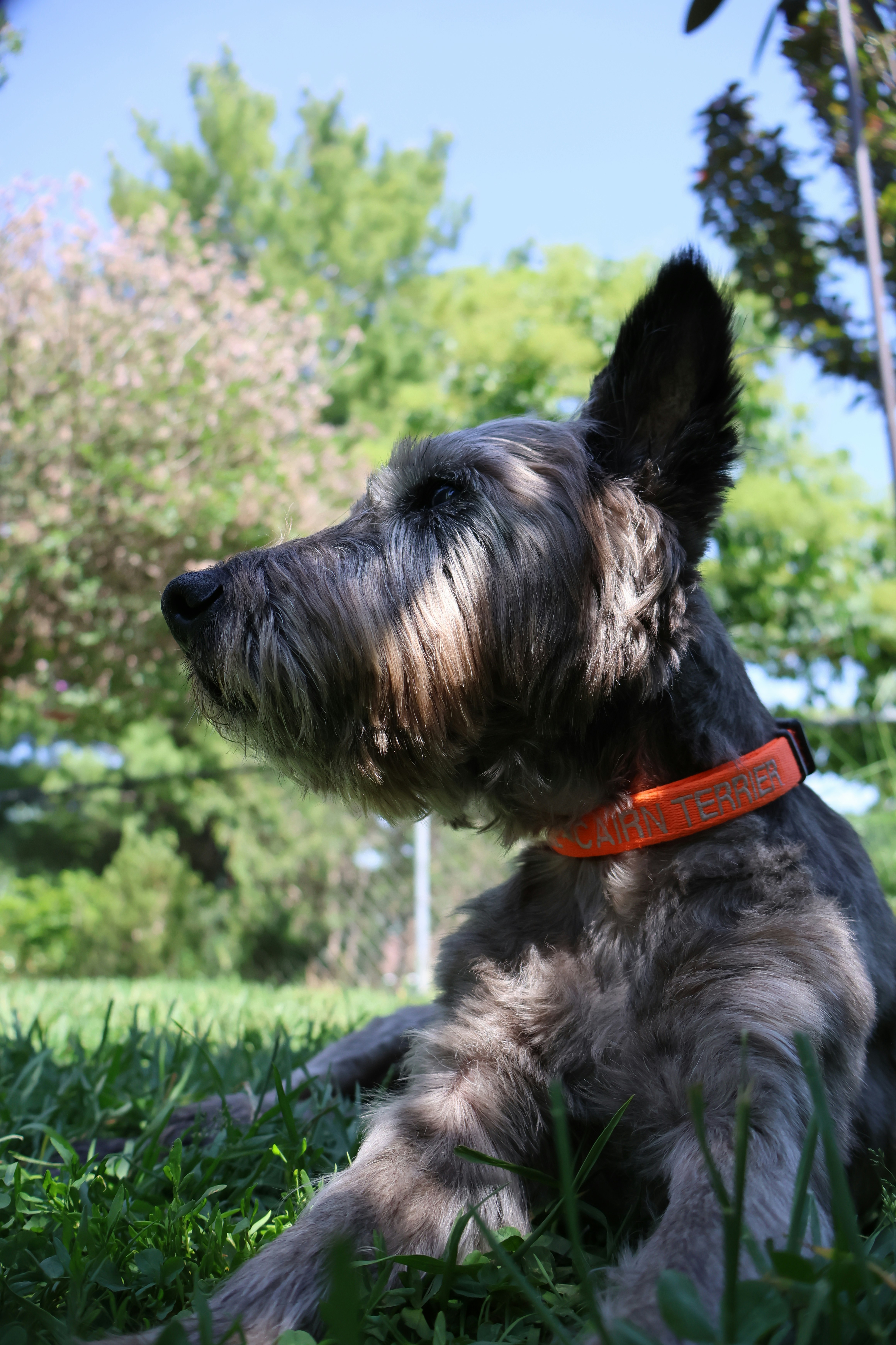 Snoozy Confidence: A Schnauzer Portrait in Sunlit Garden