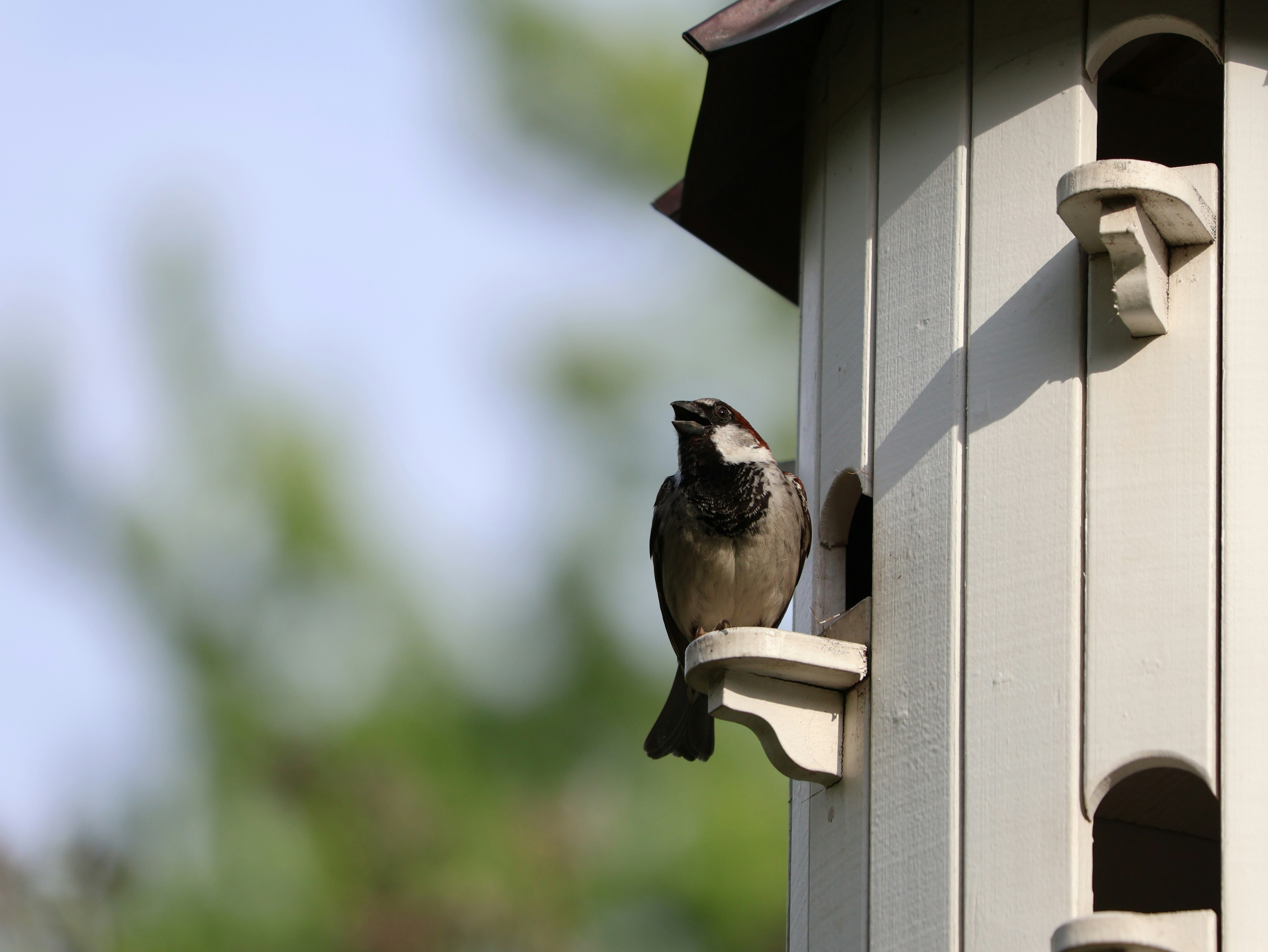 Perched Warbler on a Weathered Birdhouse