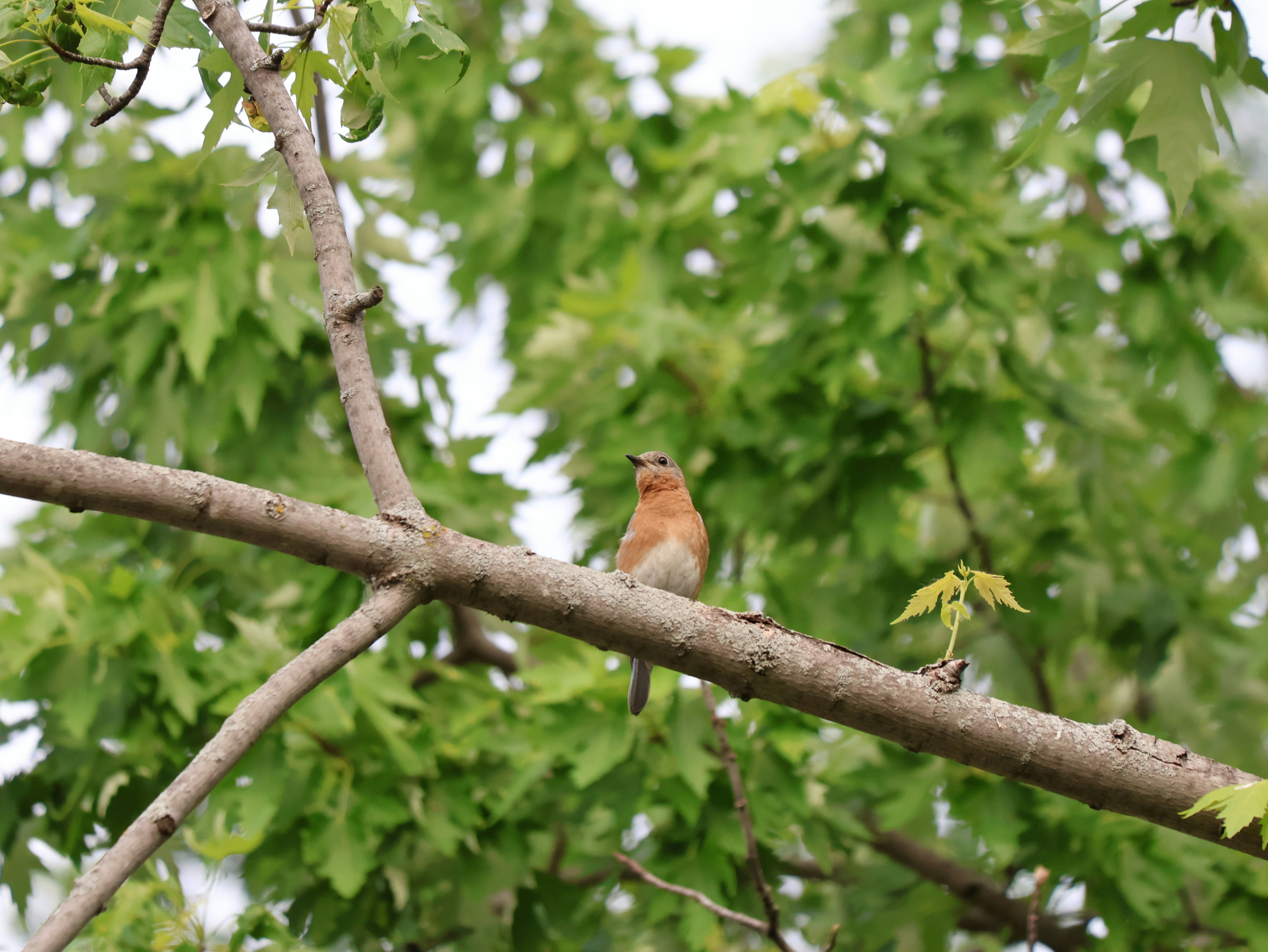Bird on a Sunlit Branch: A Quiet Watcher Among Green Canopy