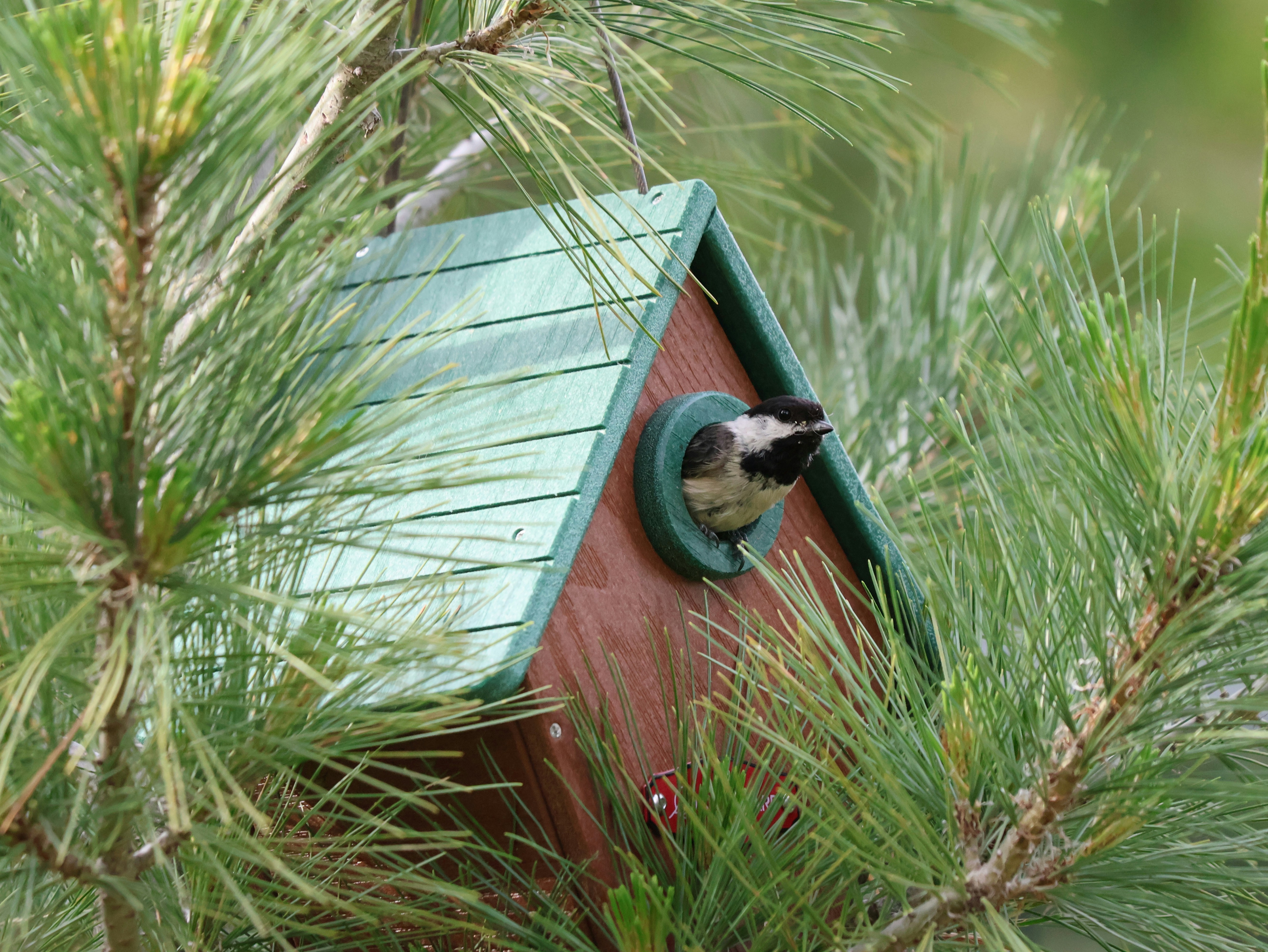 Tiny Host in a Pine-Needle Nook