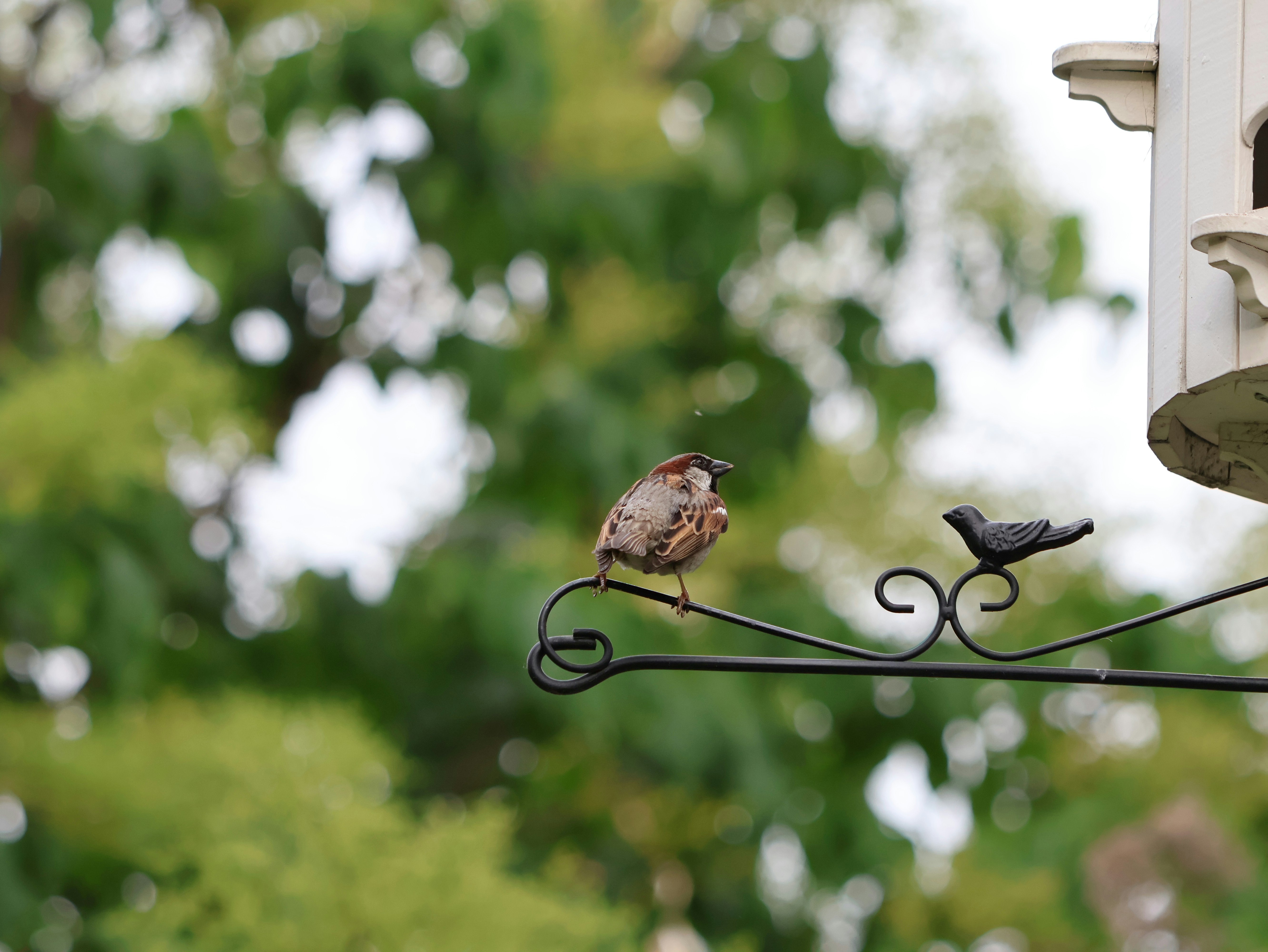 House Sparrow (aka Town Crier) on the lookout hook