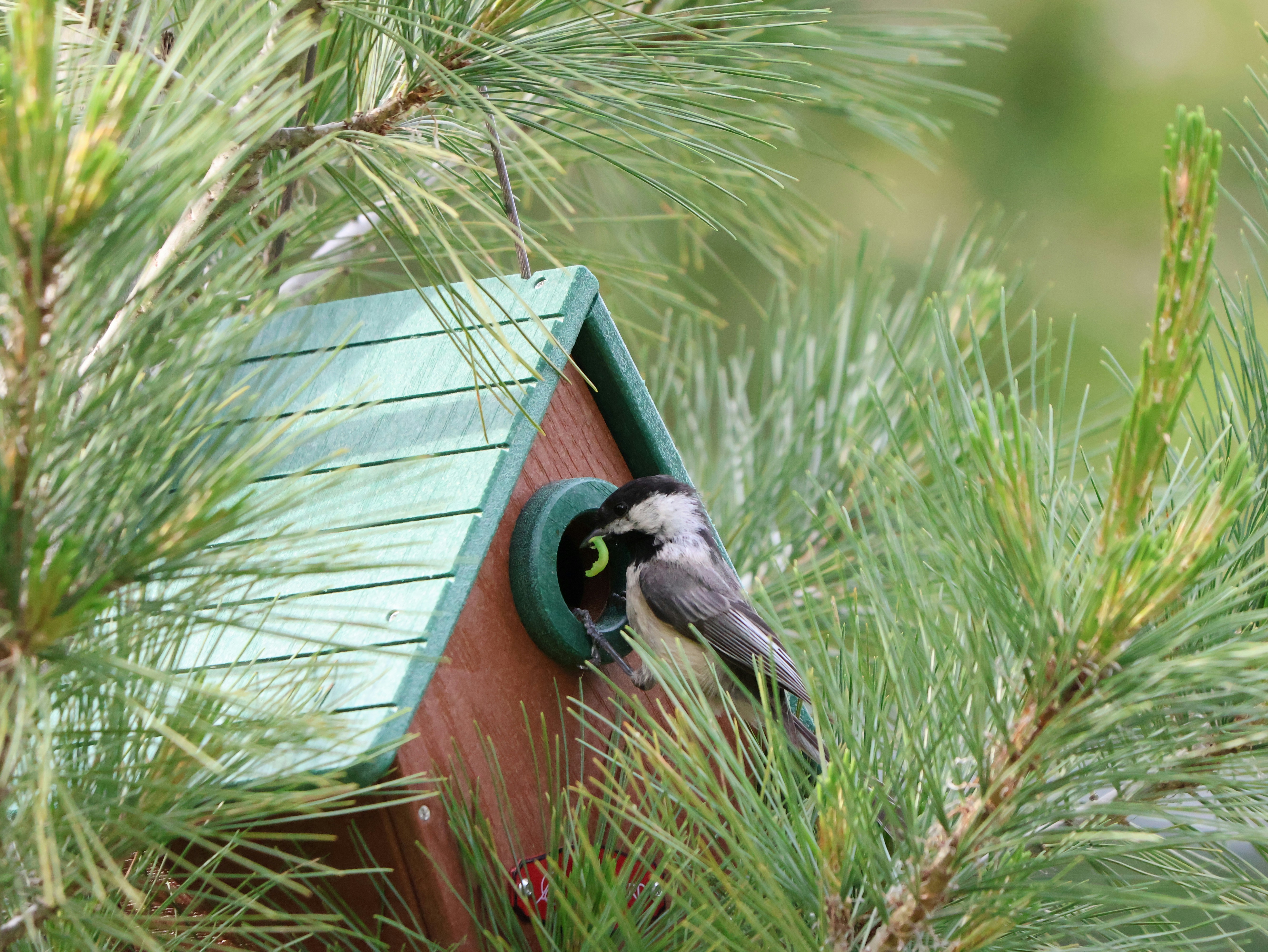 Bird at the Birdhouse: A Tiny Visitor Nuzzles the Feeder