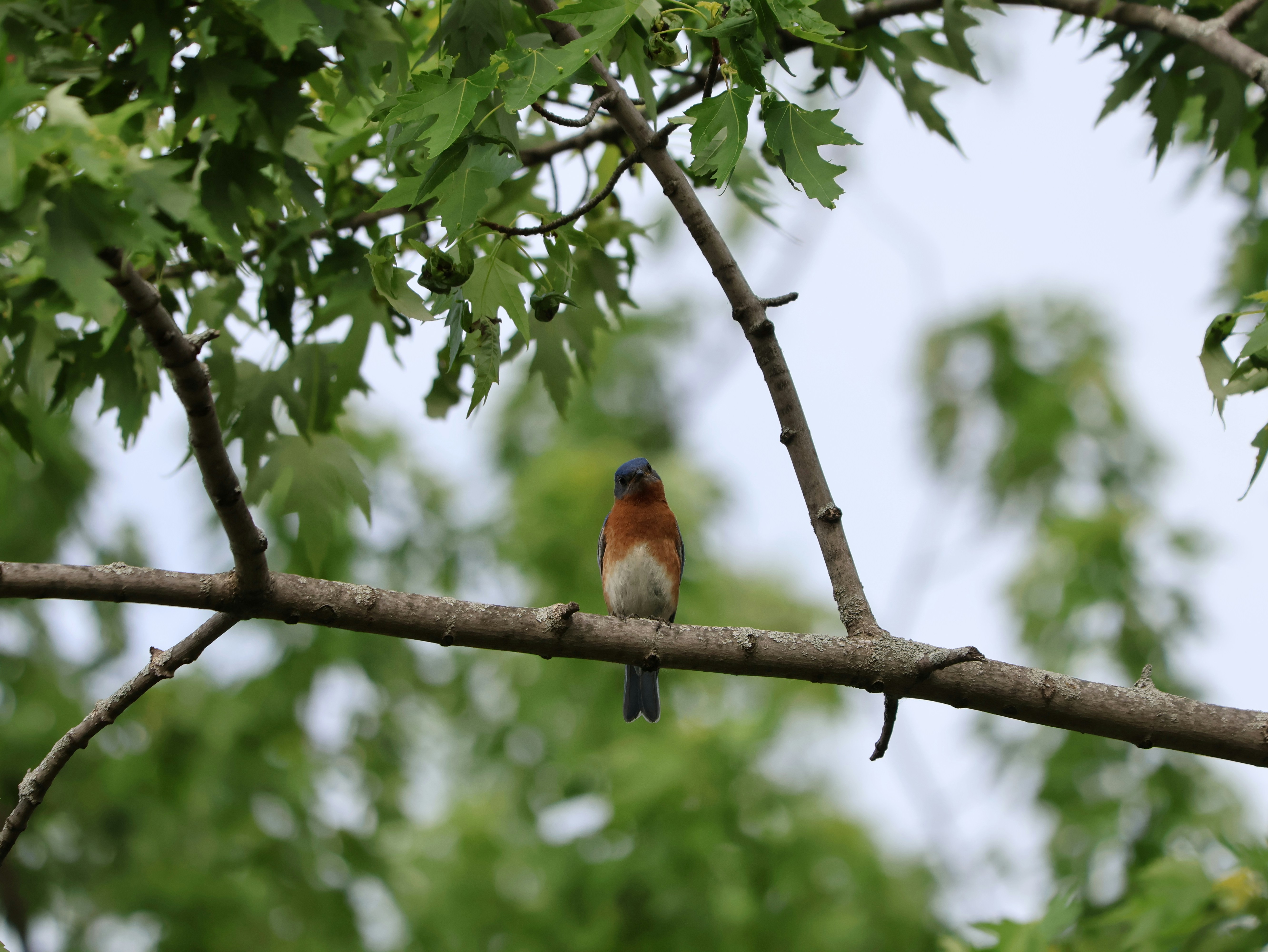 Perched Ember: a small bird centers the quiet canopy