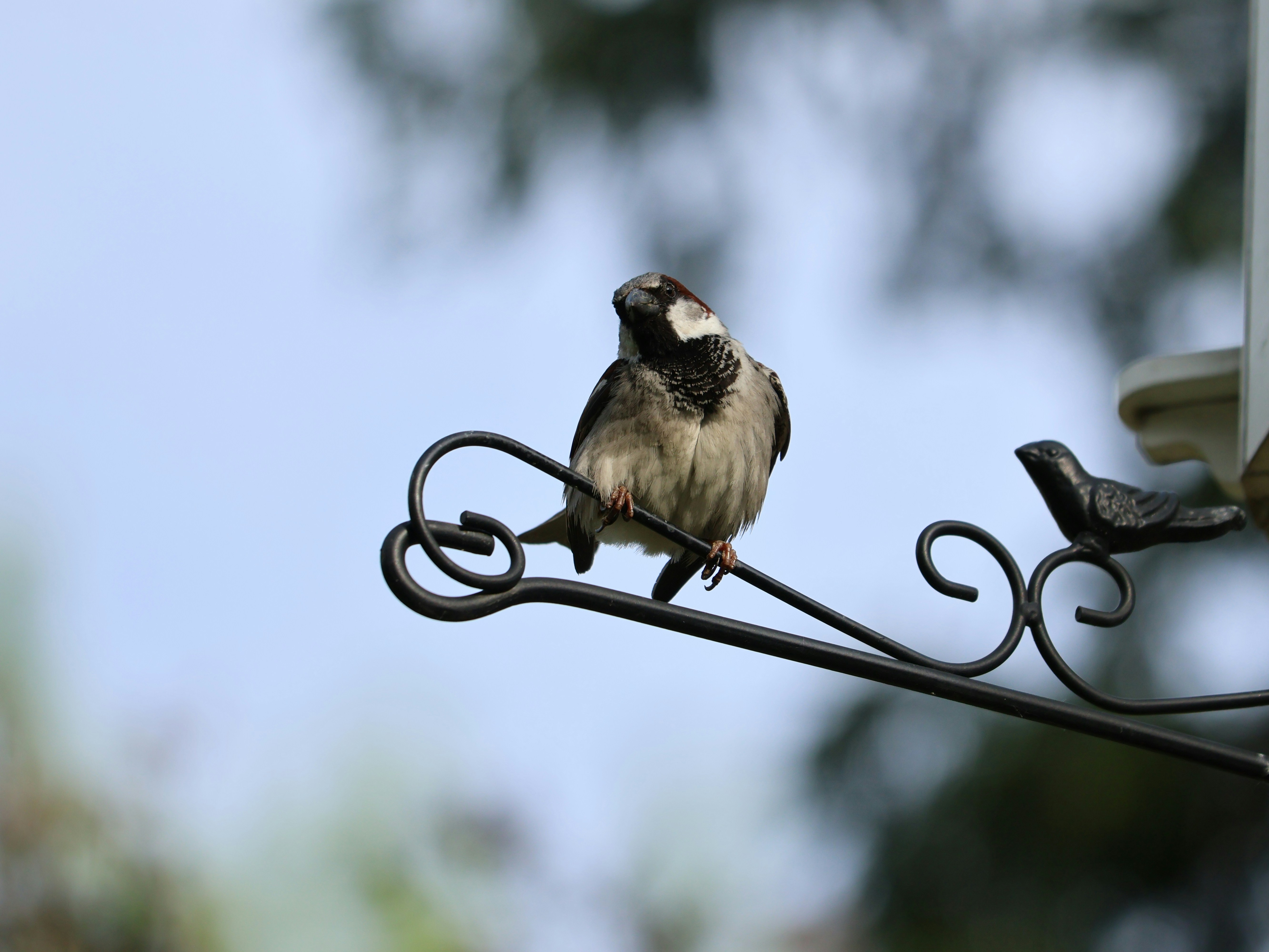 Perched on a Curled Ornament: A Sparrows' Moment