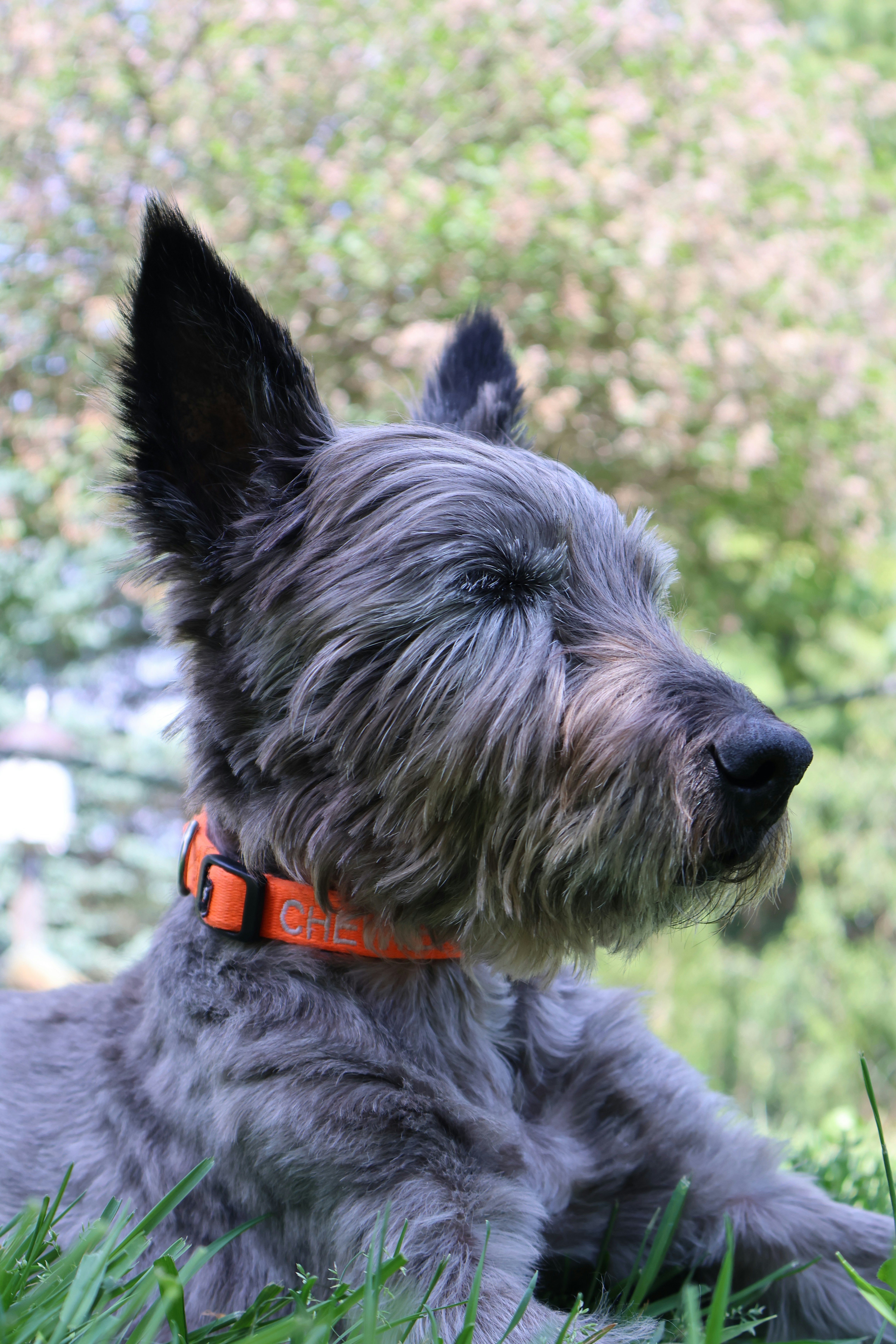 Quiet Moment: A Schnauzer's Stretched Gaze in Sunlit Grass