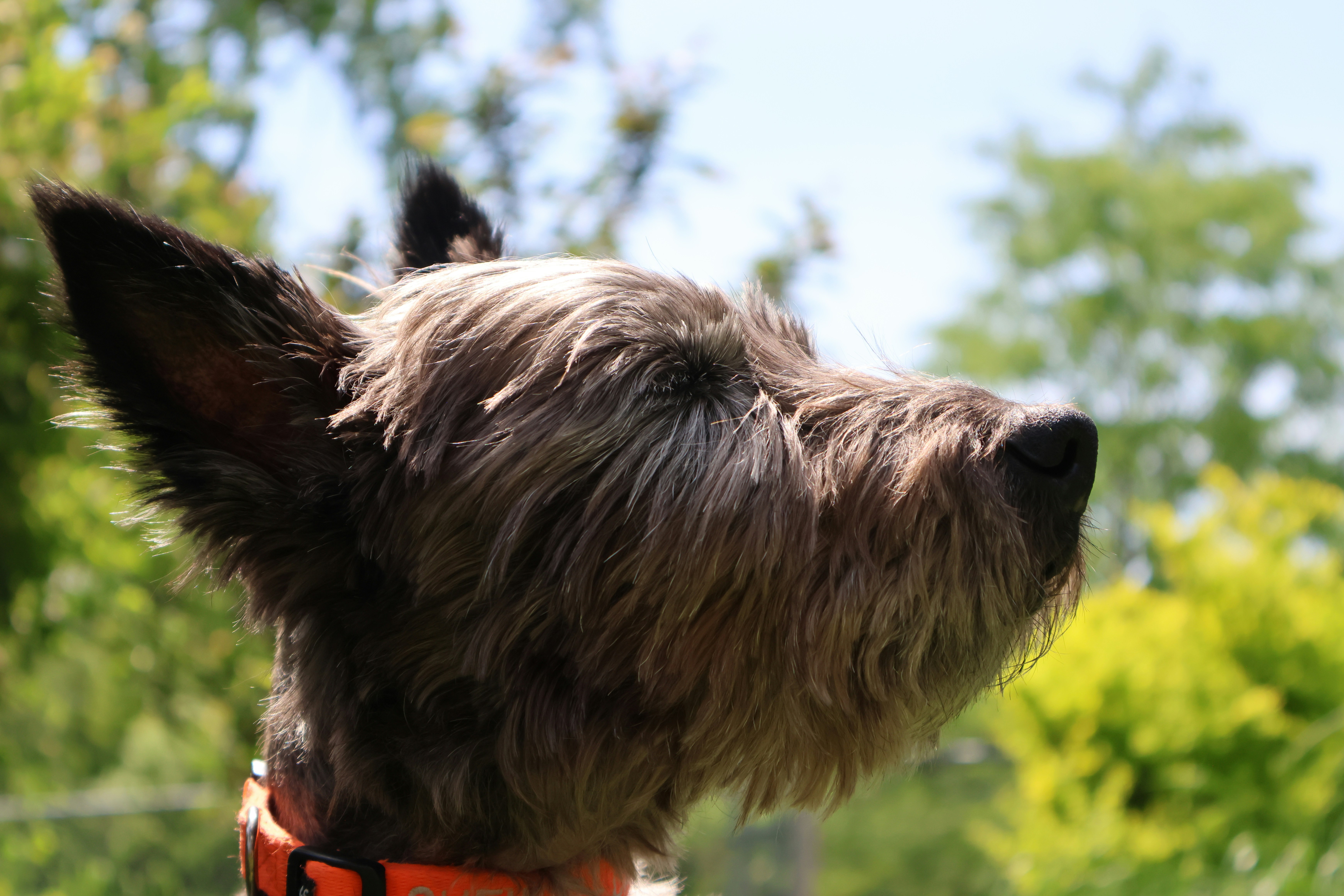 Close-up Profile of a Dog with Orange Collar in Bright Outdoors
