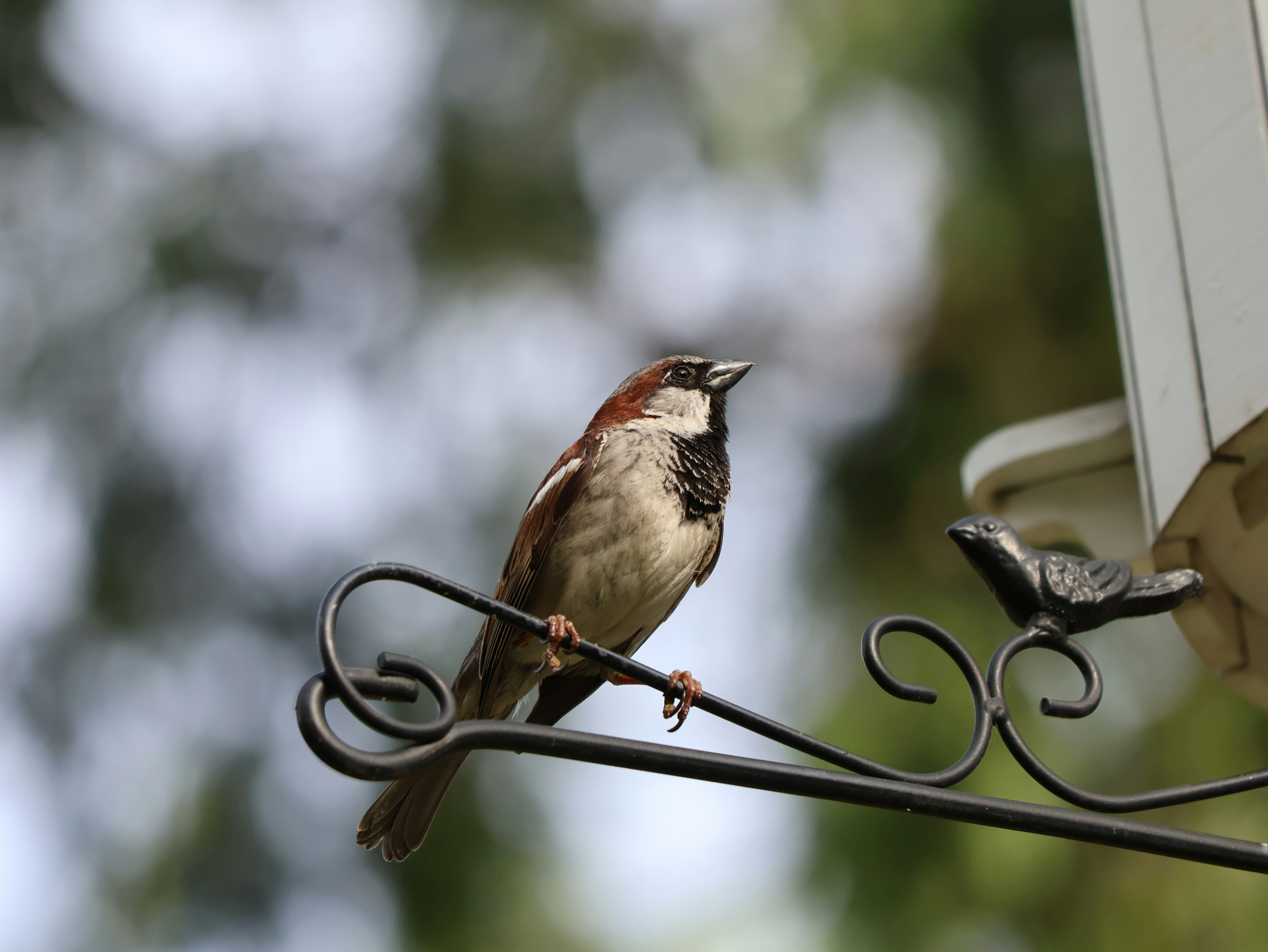 Perched on Curved Ironwork: A Sparrow’s Quiet Vigil