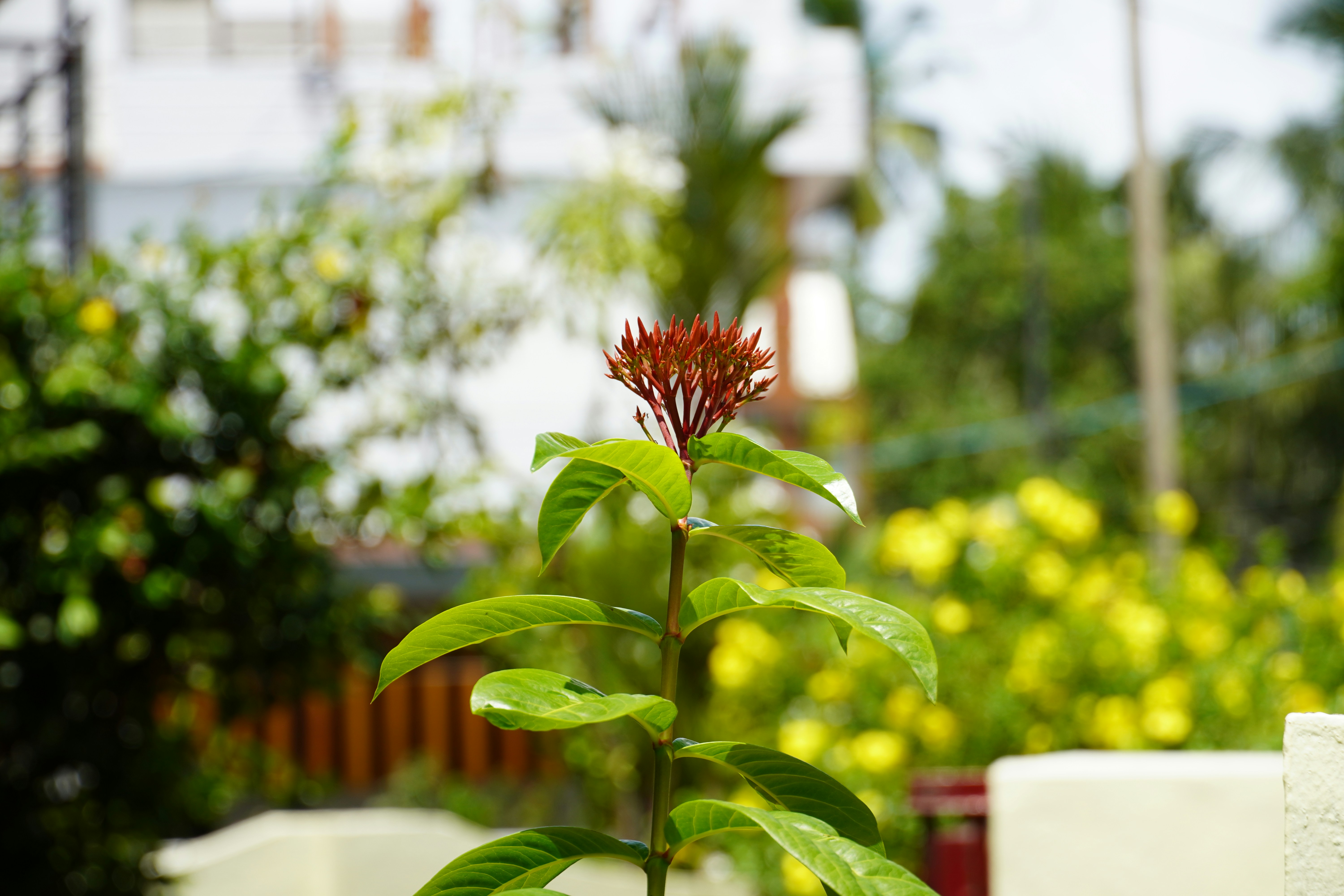 Red-topped bloom rising from a verdant backyard