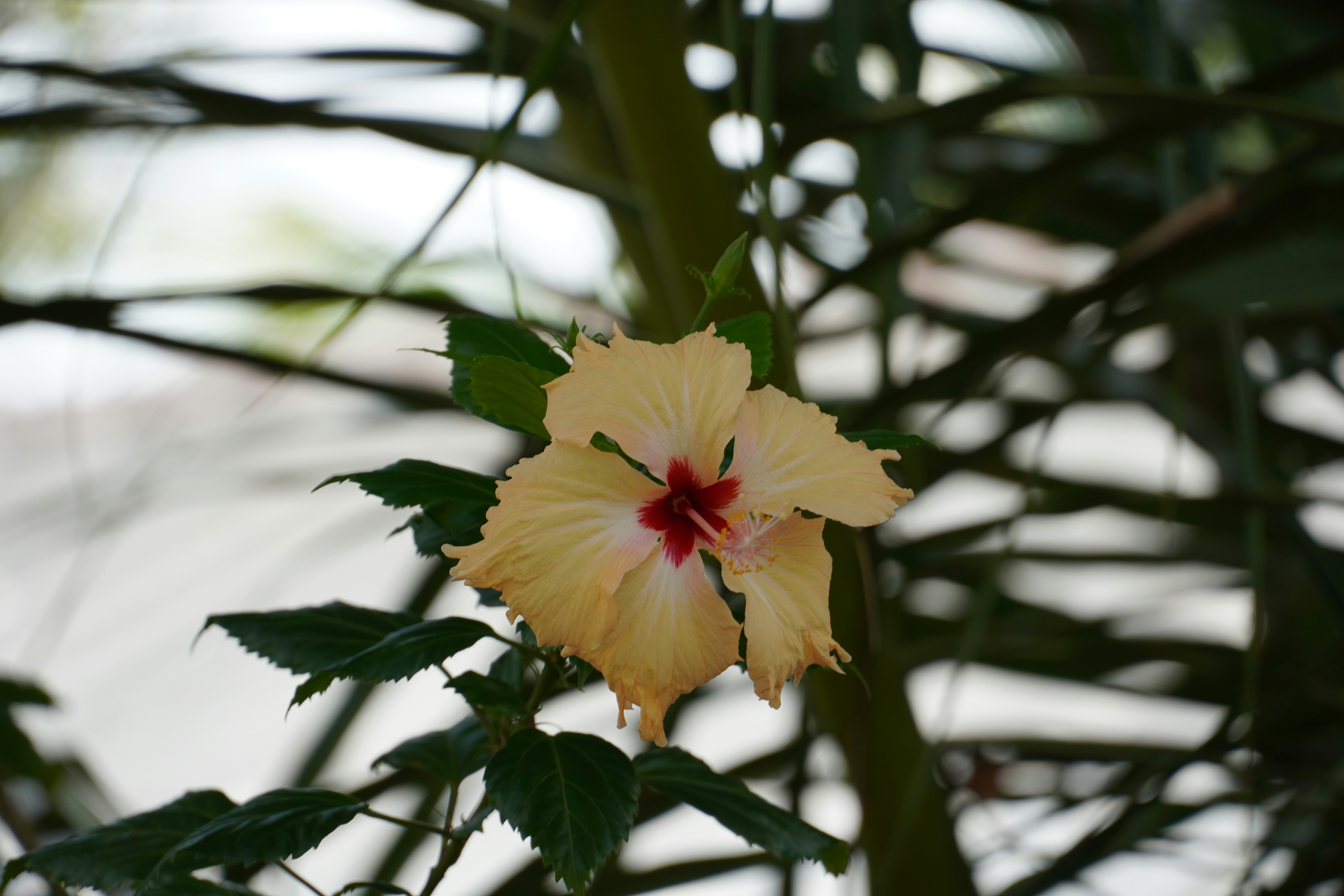 Sunny hibiscus bloom framed by dark foliage