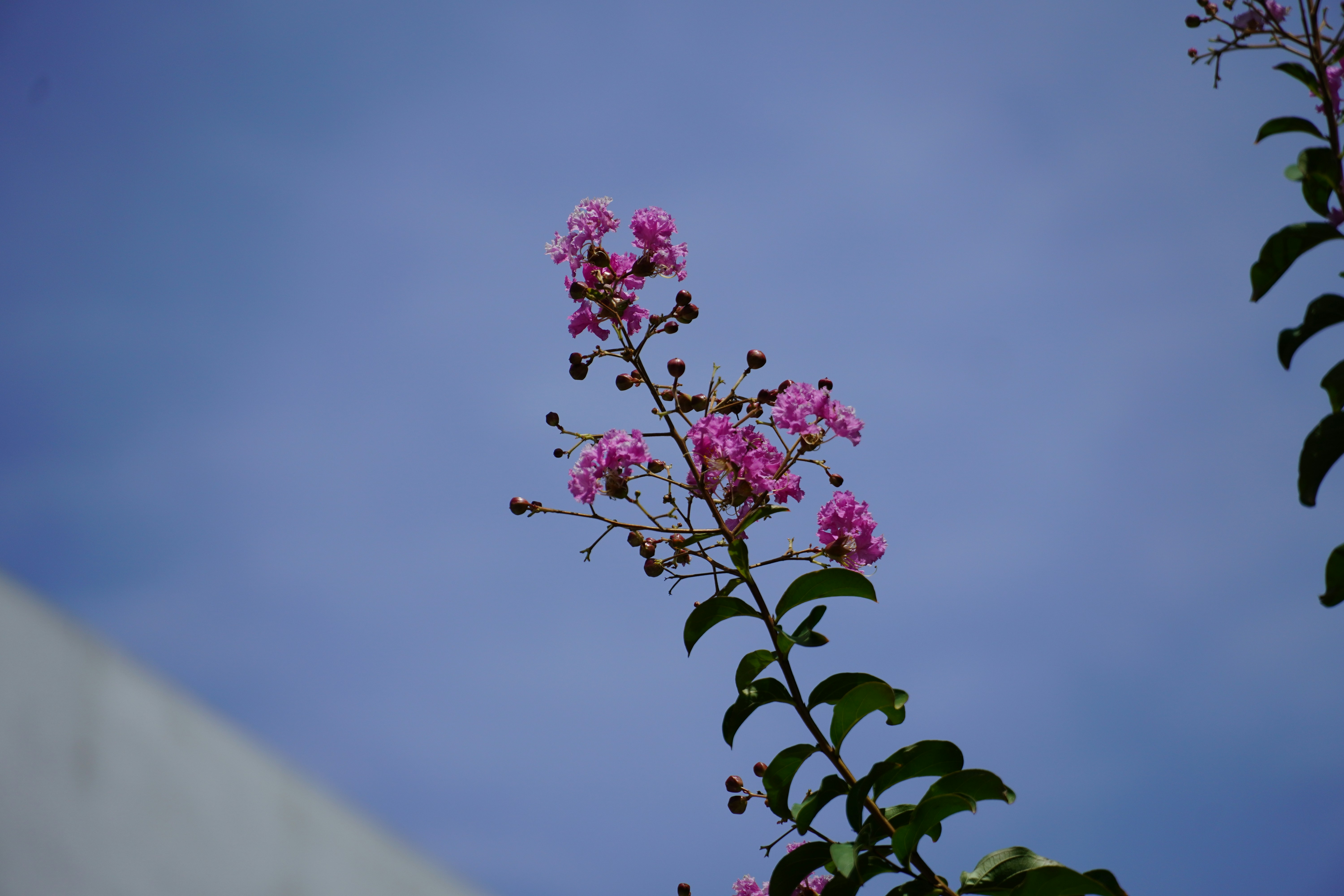 Pink-tipped Bloom Reaching Toward the Sky