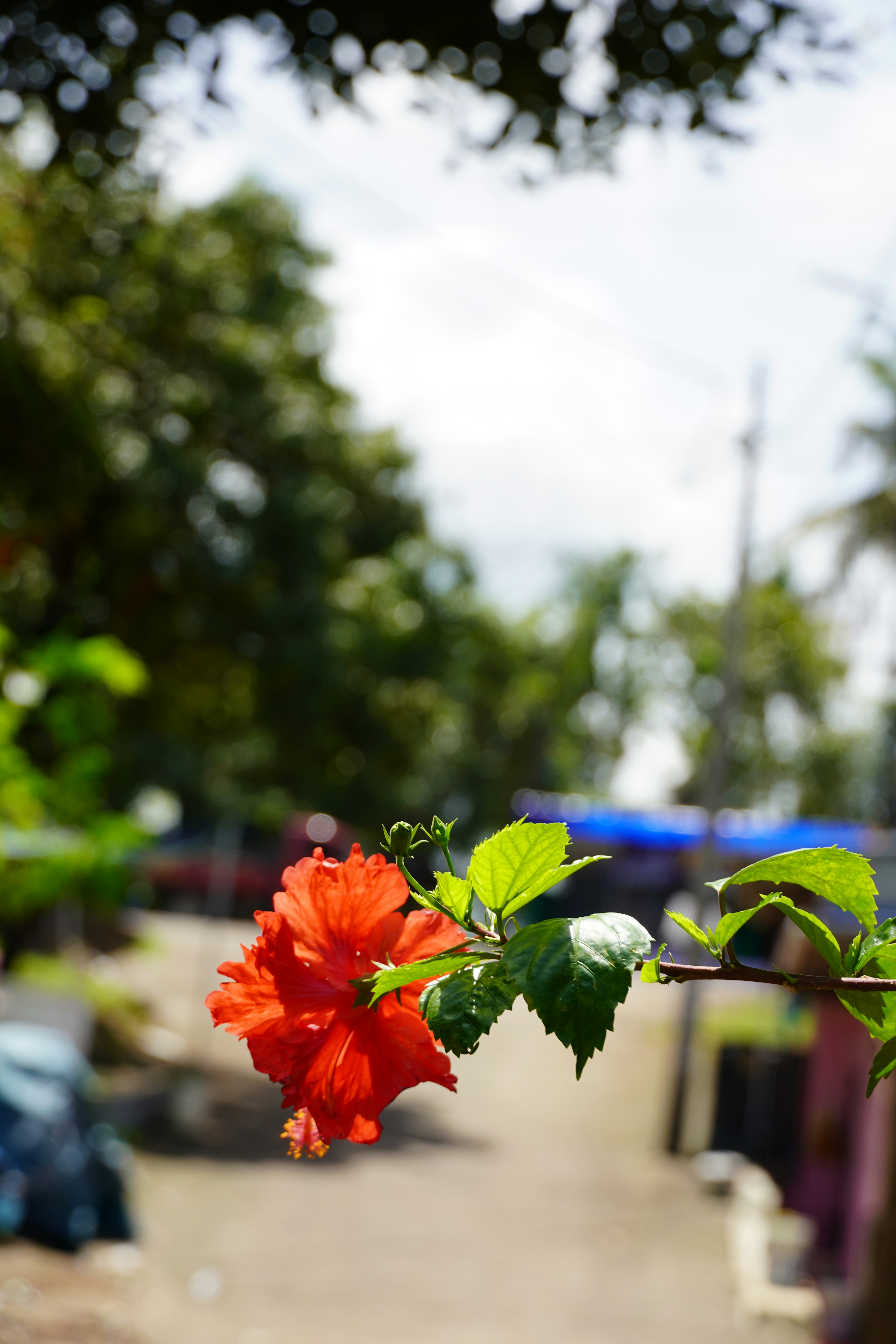 Crimson Hibiscus on a Sunlit Street
