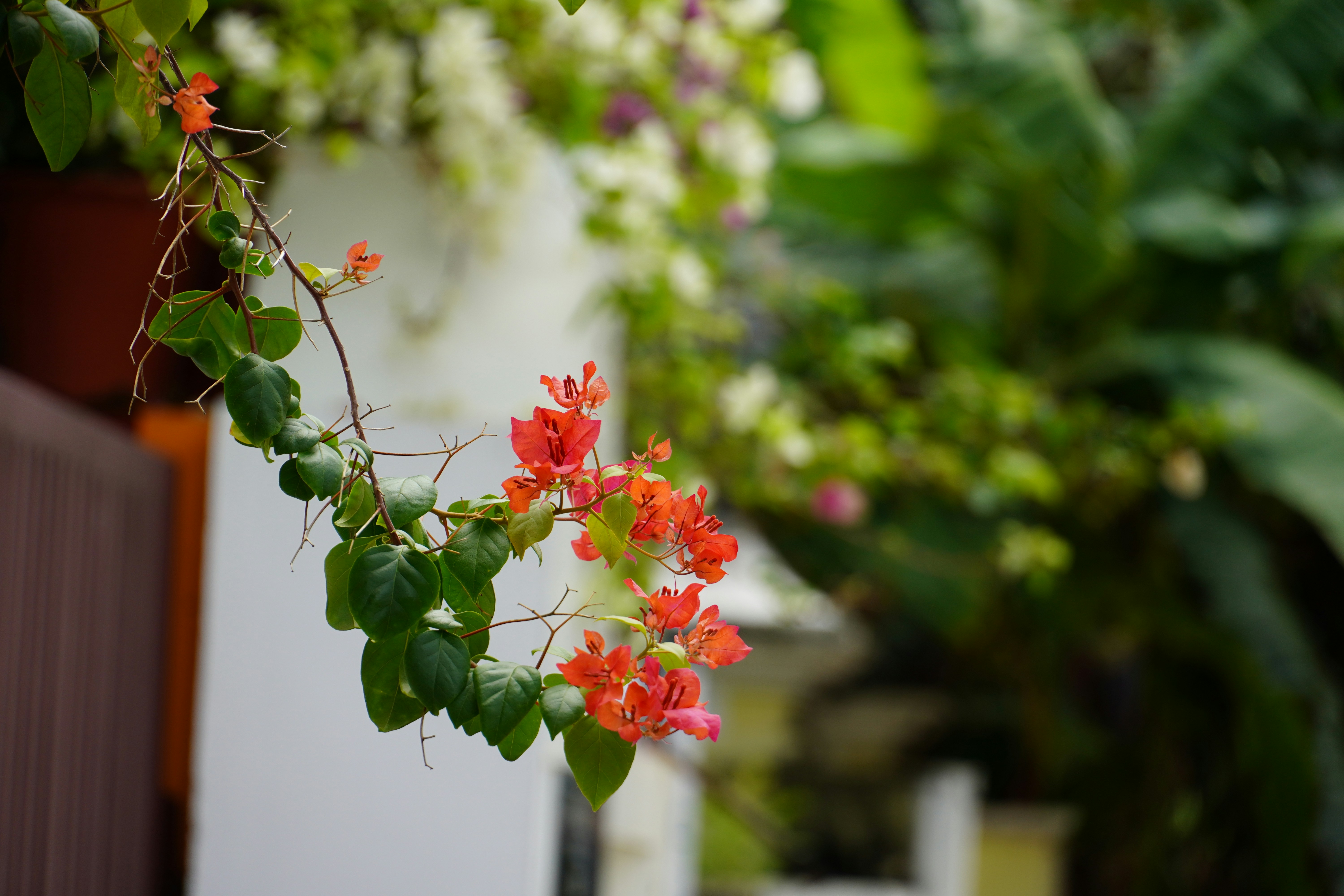 Crimson Blooms on a Winding Vine