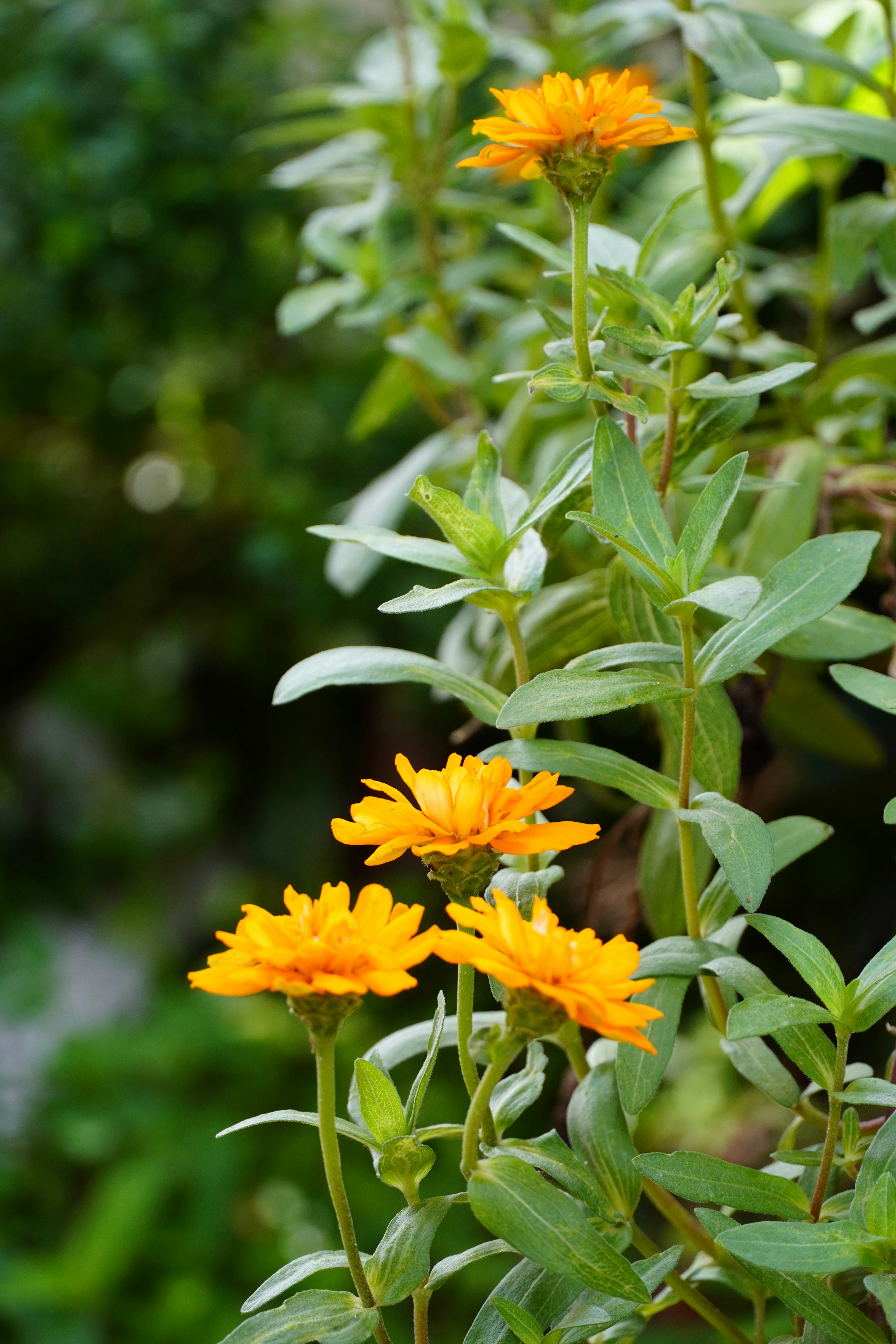 Golden Blooms Reaching for the Sun