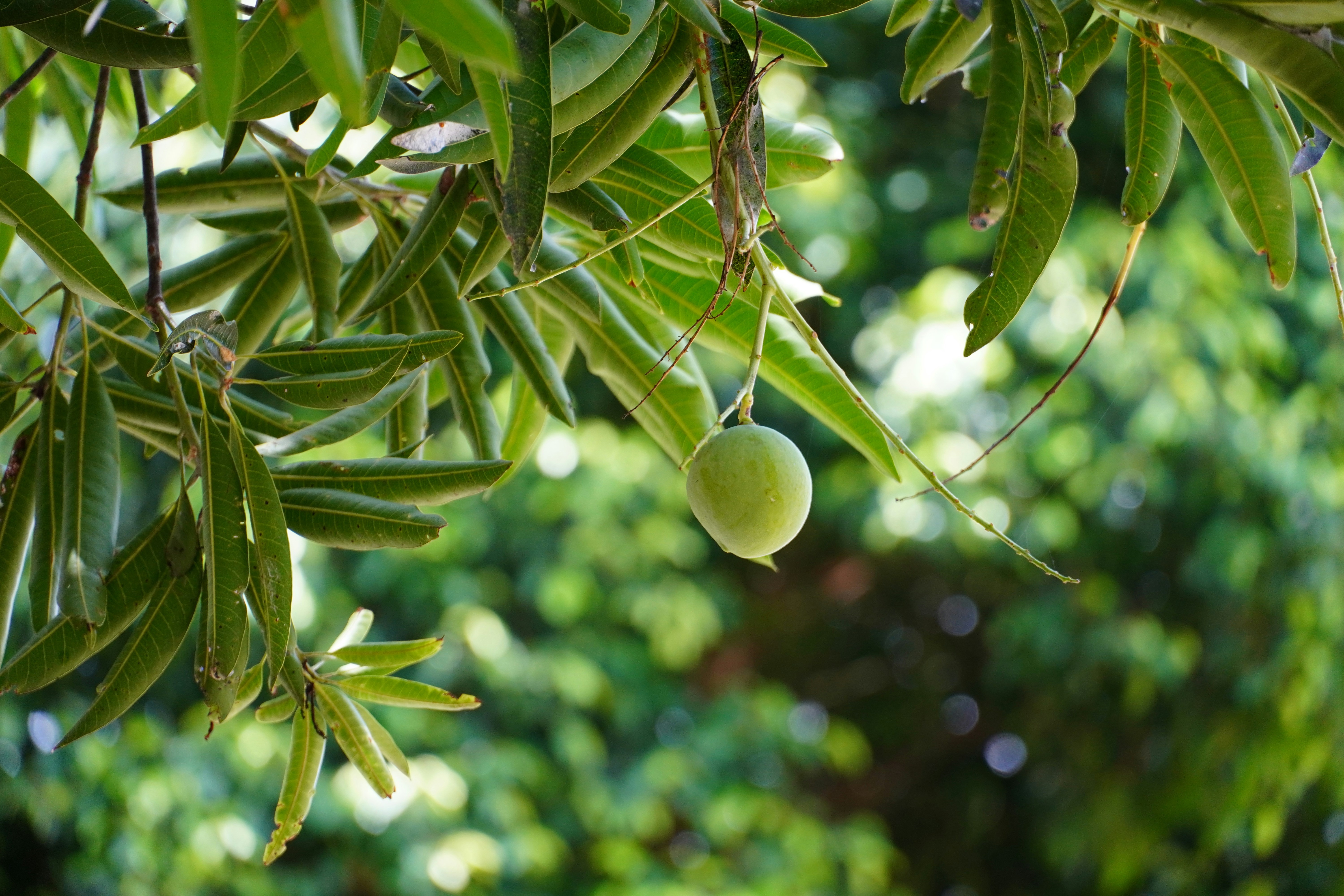 Mango Raw Highlights