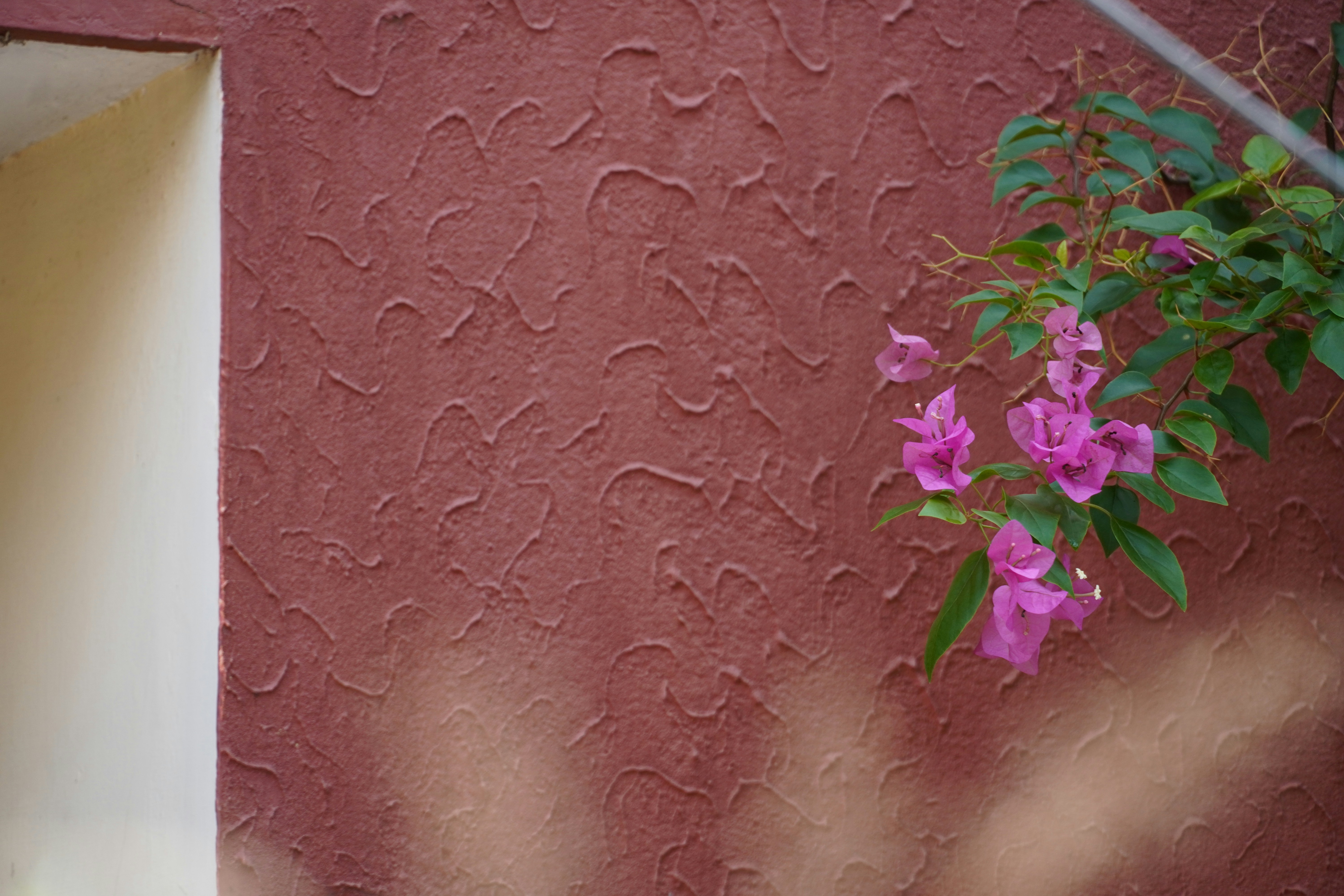 Crimson Wall and Pink Bougainvillea Slice
