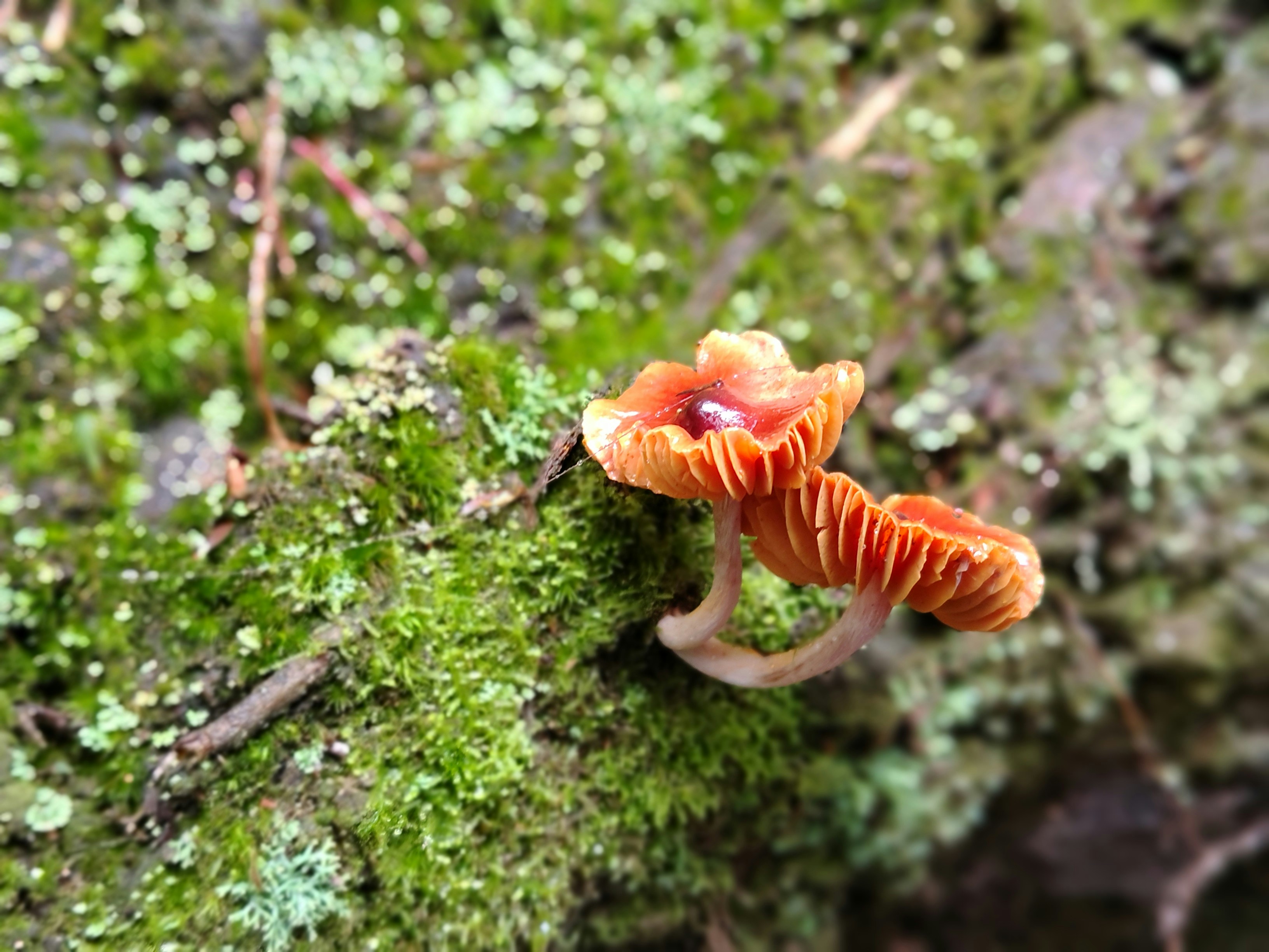 Small mushrooms in our walk at Maiotapu.