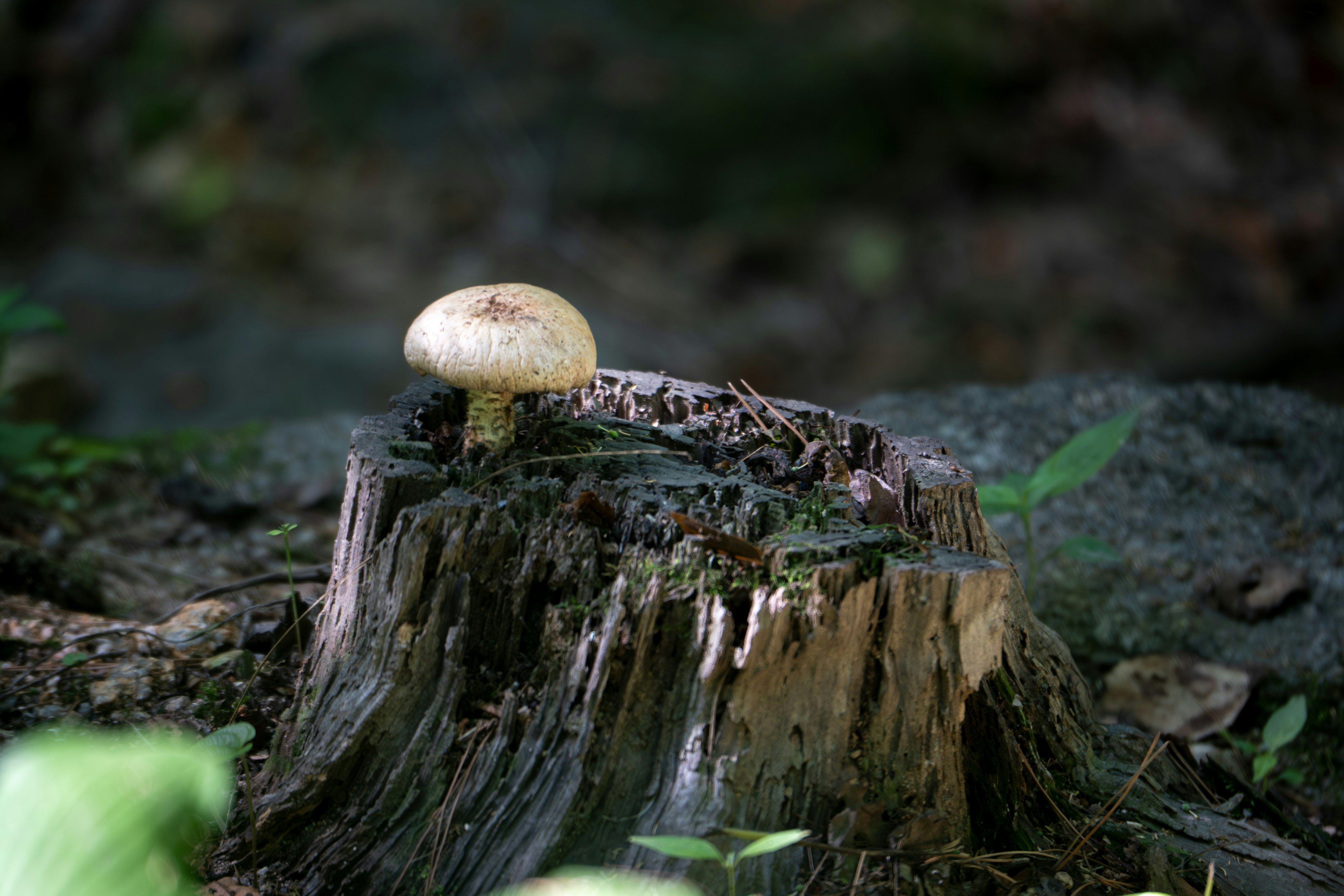 Mushroom Crown on a Weathered Stump