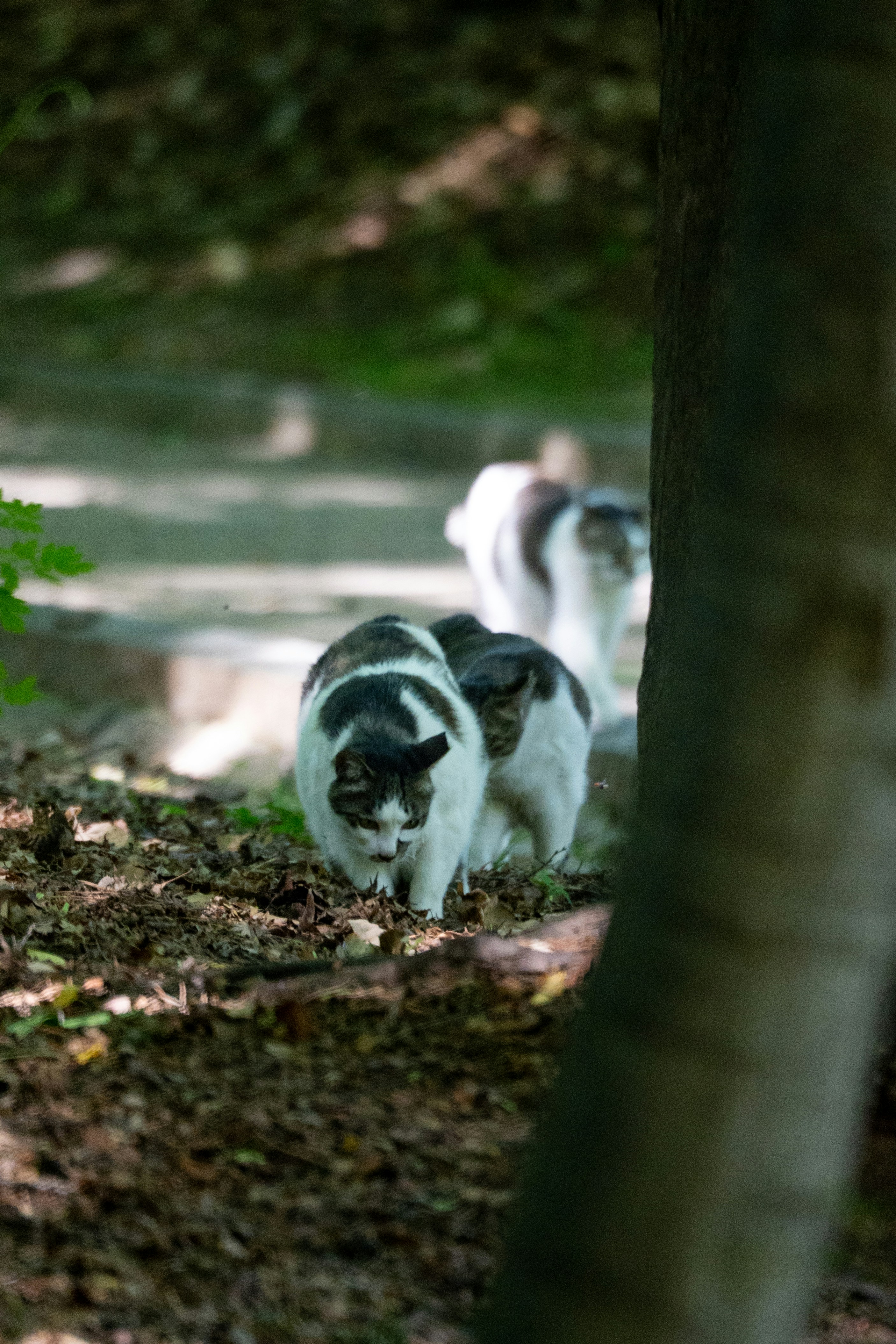 Three cats walk on a leafy path in a forest.