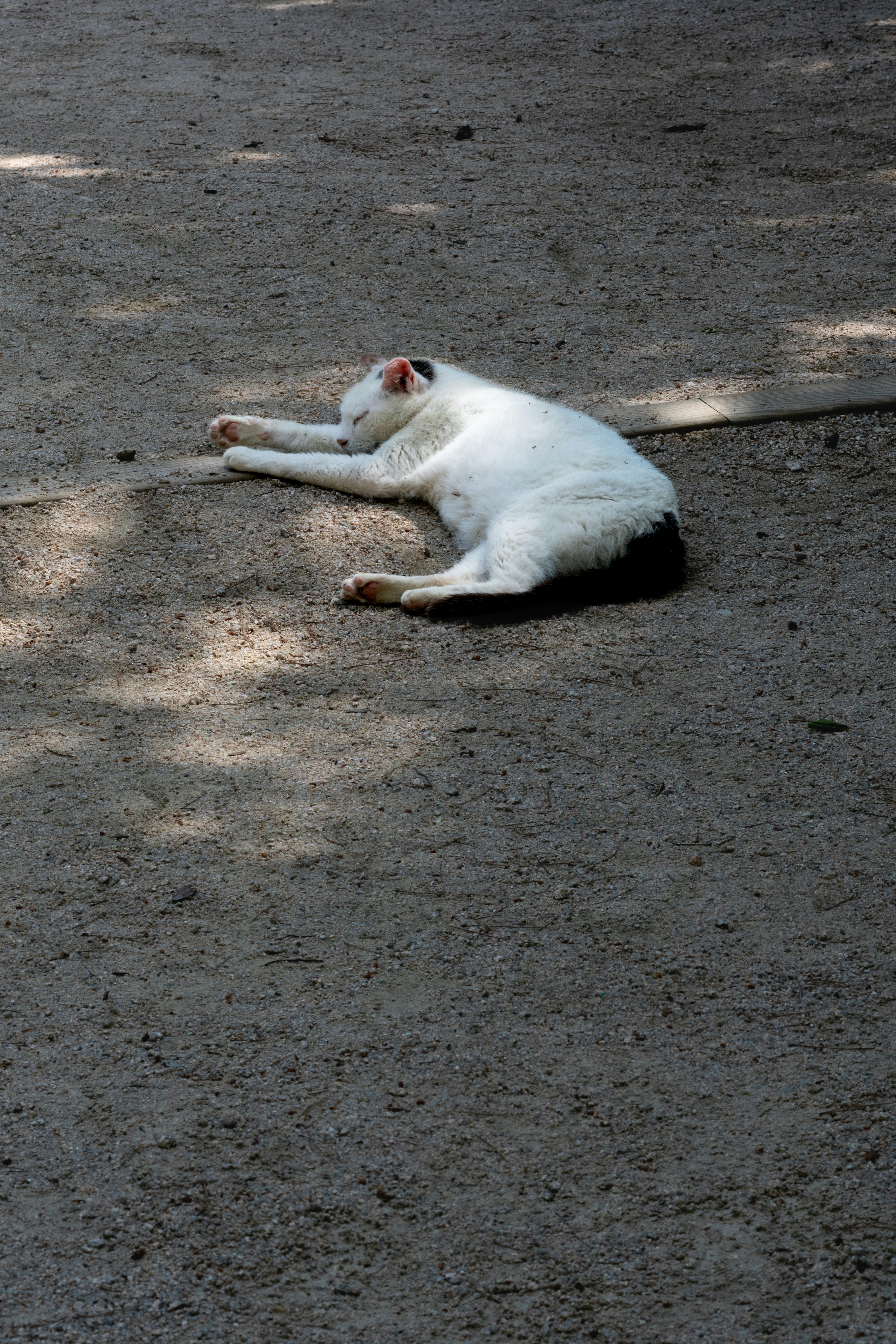 Sunlit Catnap in a Quiet Gravel Patch