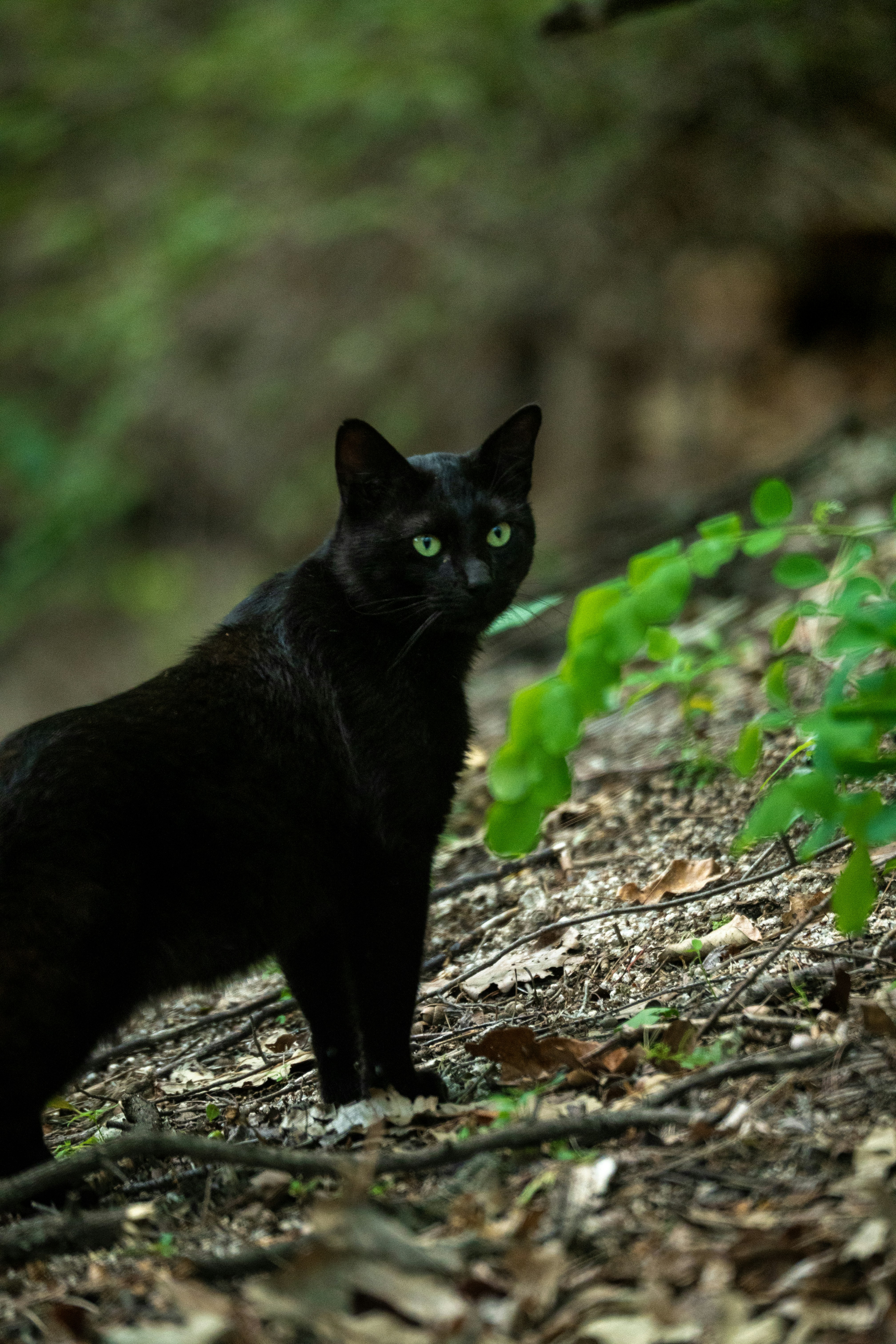 Mid-Leaf Shadow: A Black Cat in a Quiet Forest Edge