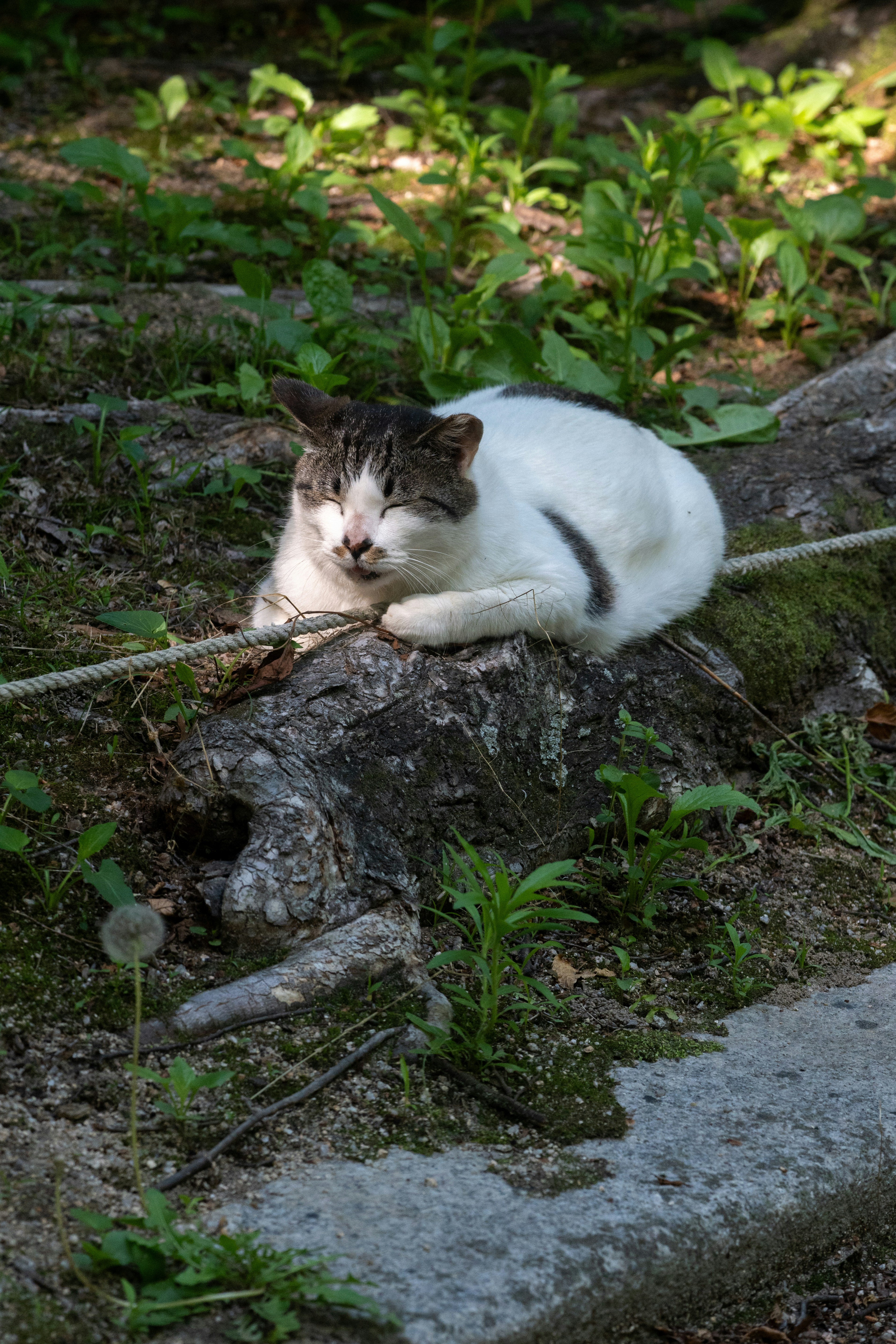 Sleepy Garden Cat on a Mossy Log