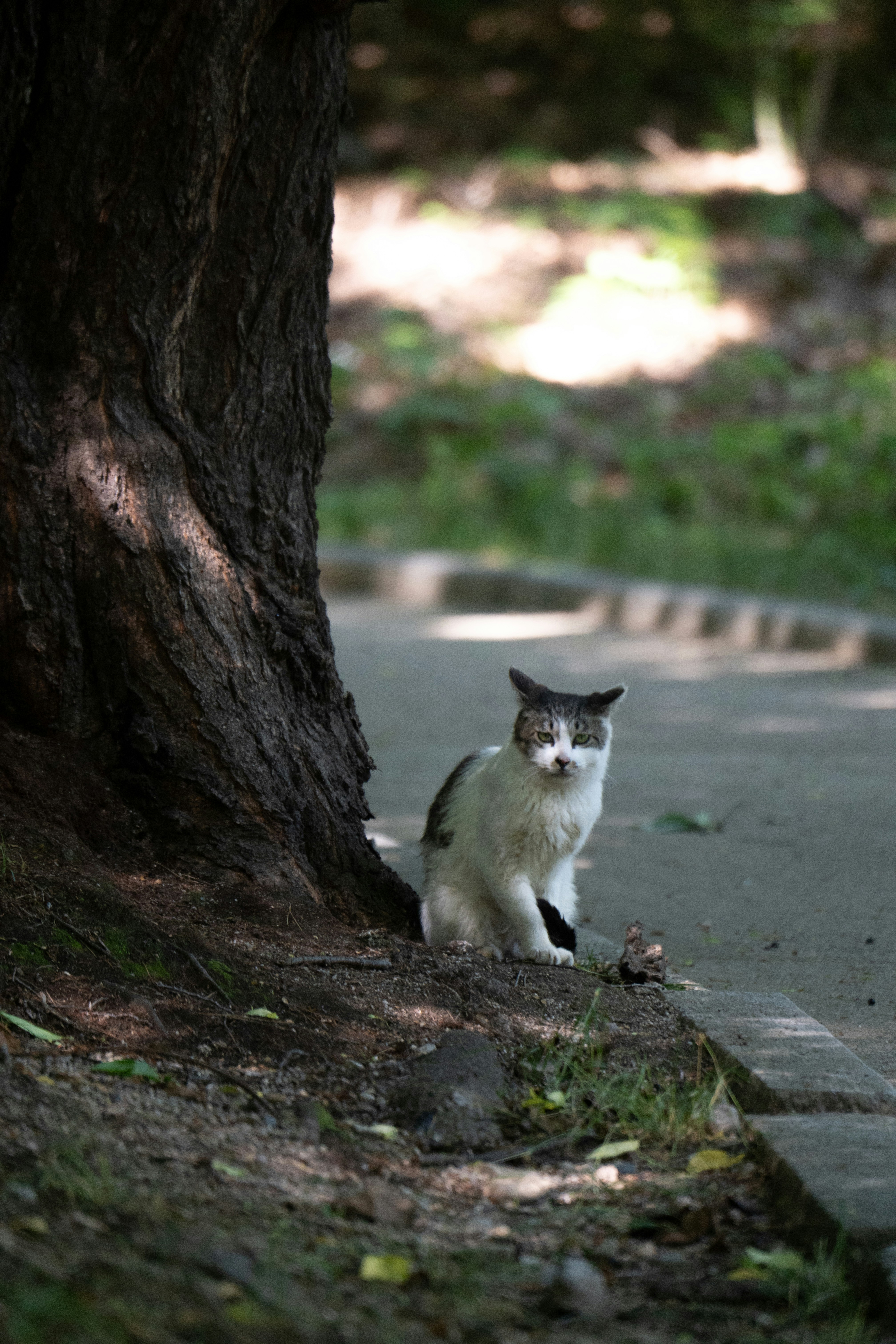 Sidelit Cat by the Tree Trunk