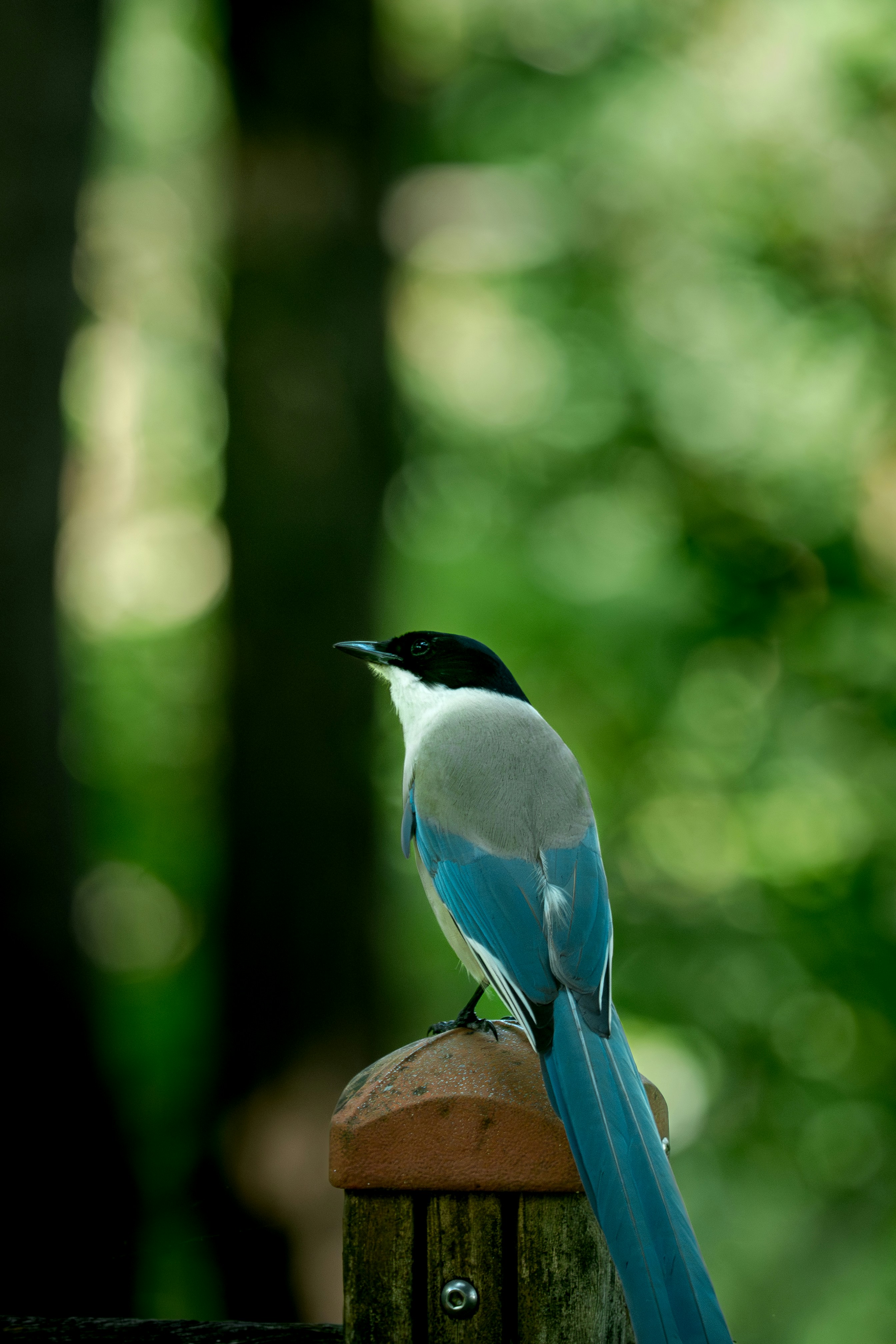 Blue-hooded Kingfisher on a Terracotta Post in a Sun-dappled Forest
