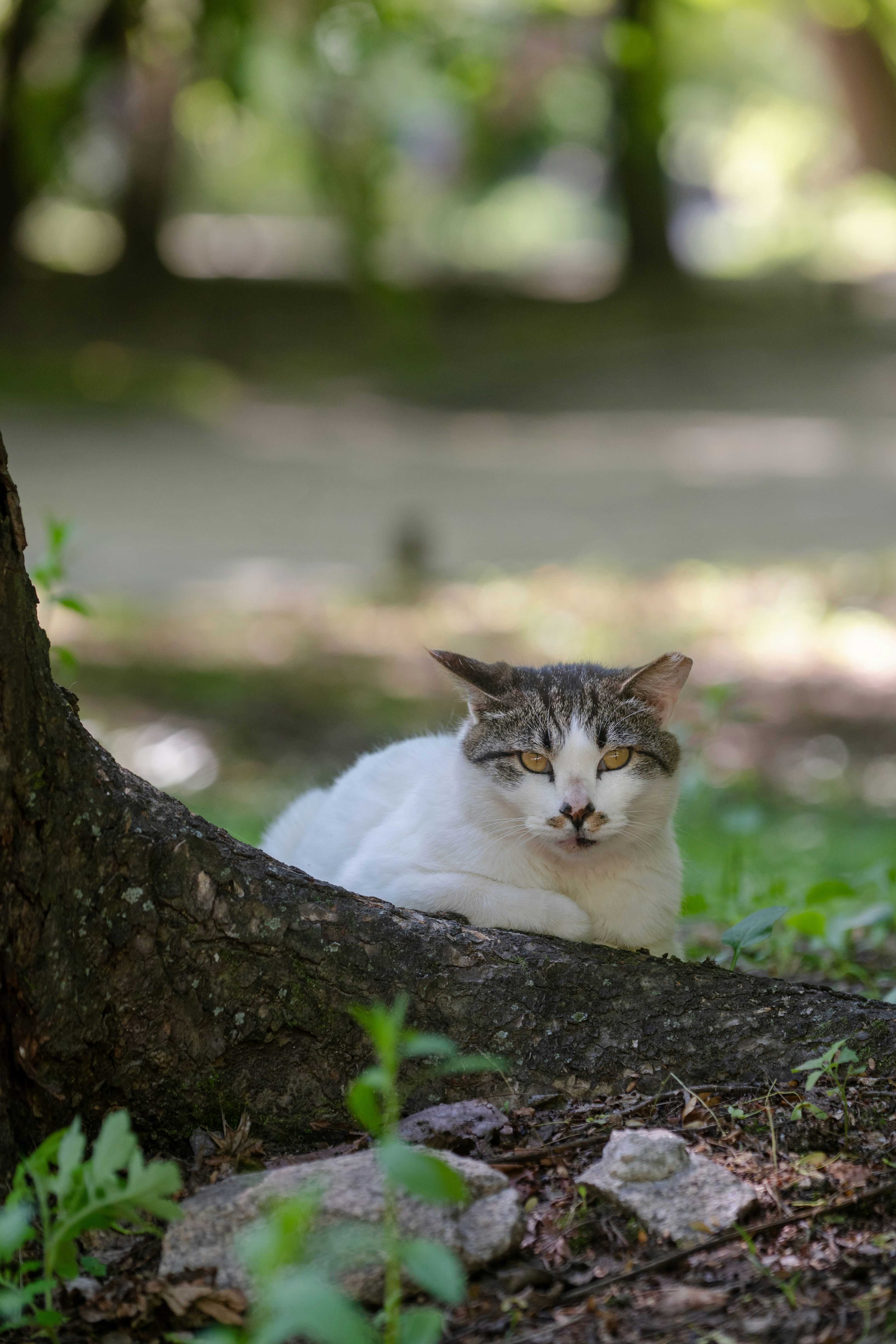 Resting in the Shade: a Curious Cat by the Tree Trunk