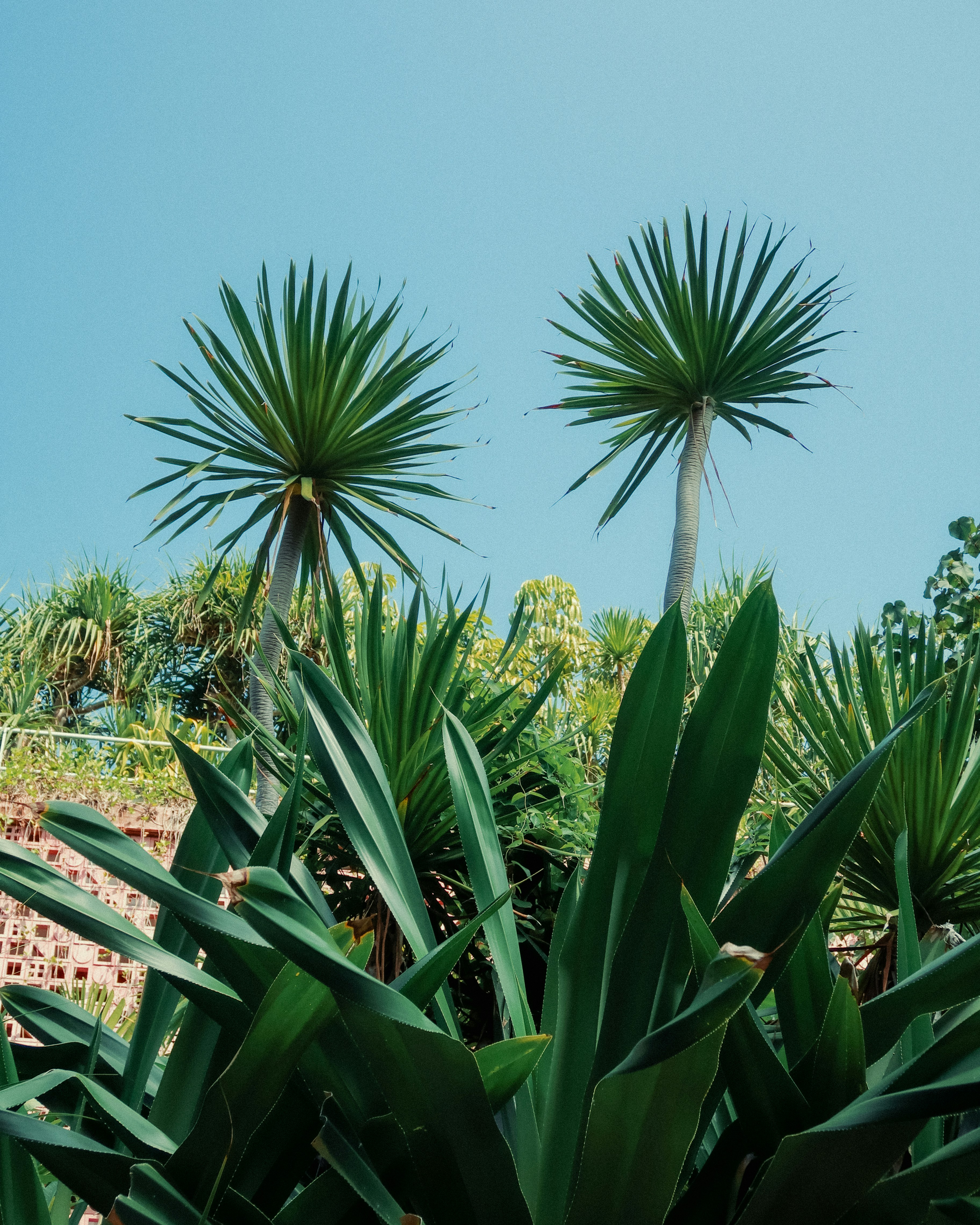 Desert Oasis: Spiky Agave Surrounded by Sky-Blue Calm