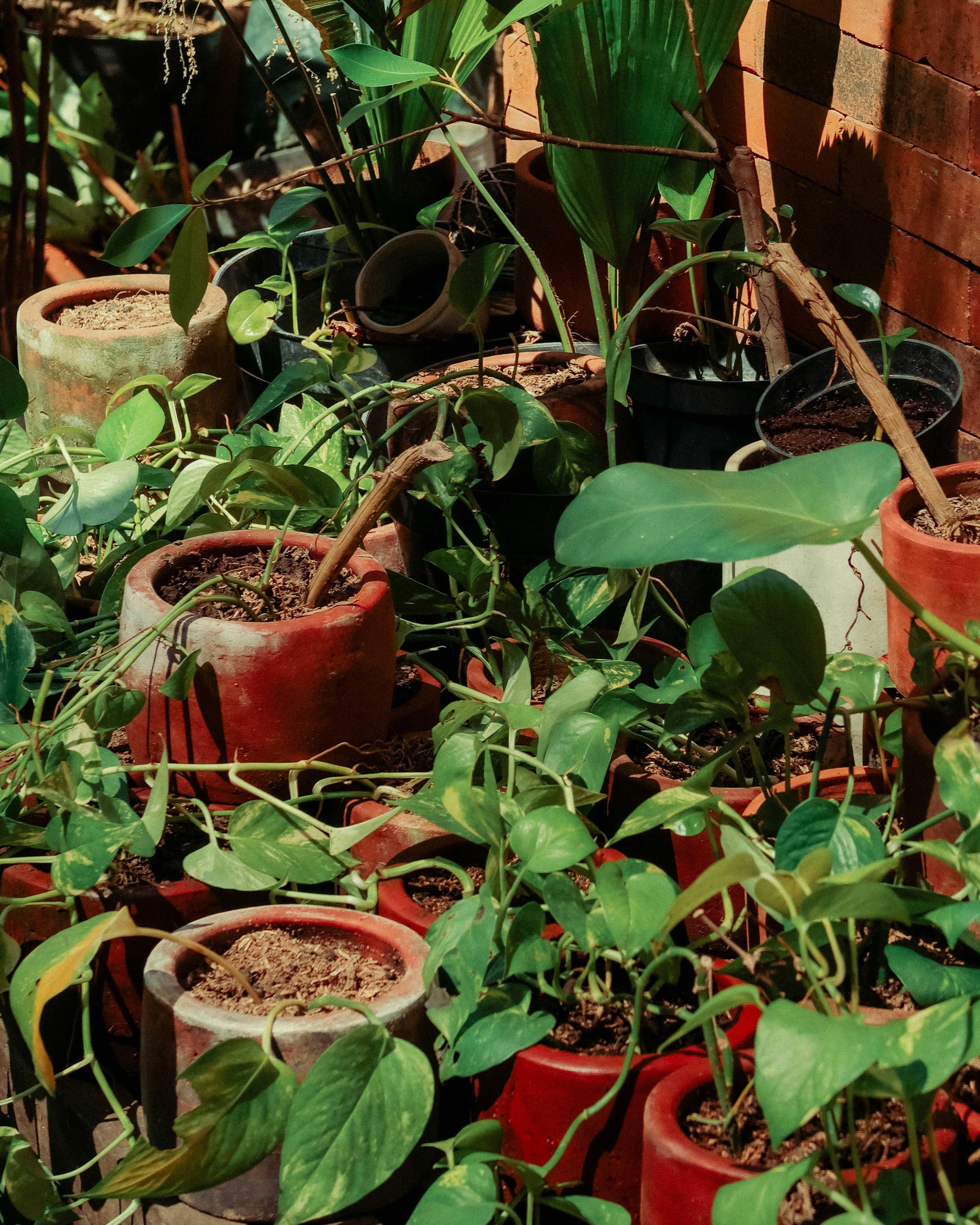 Tangled Oasis: A Corner Patch of Pots and Greenery