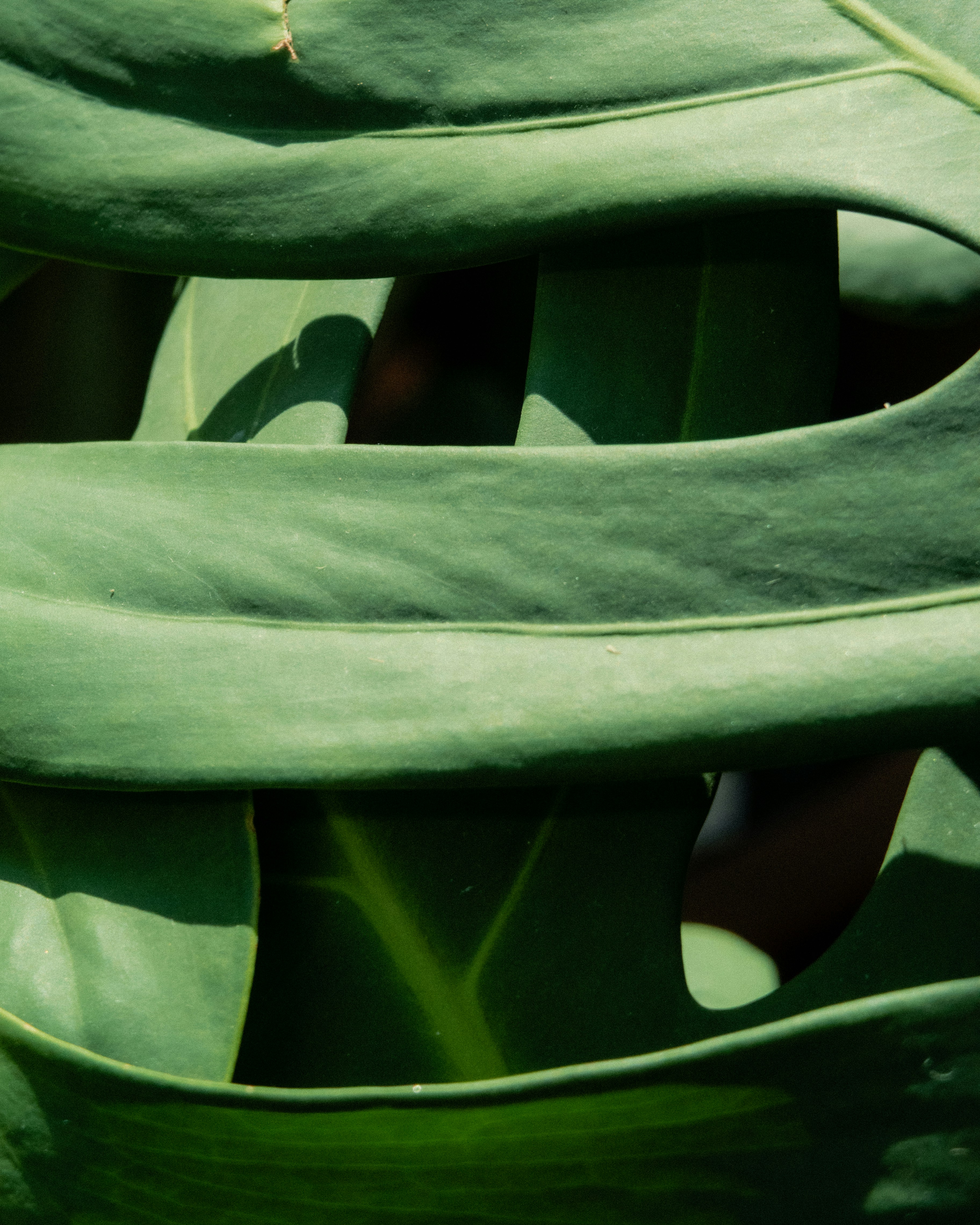 Between Leaves: A Close-Up of Verdant Strata
