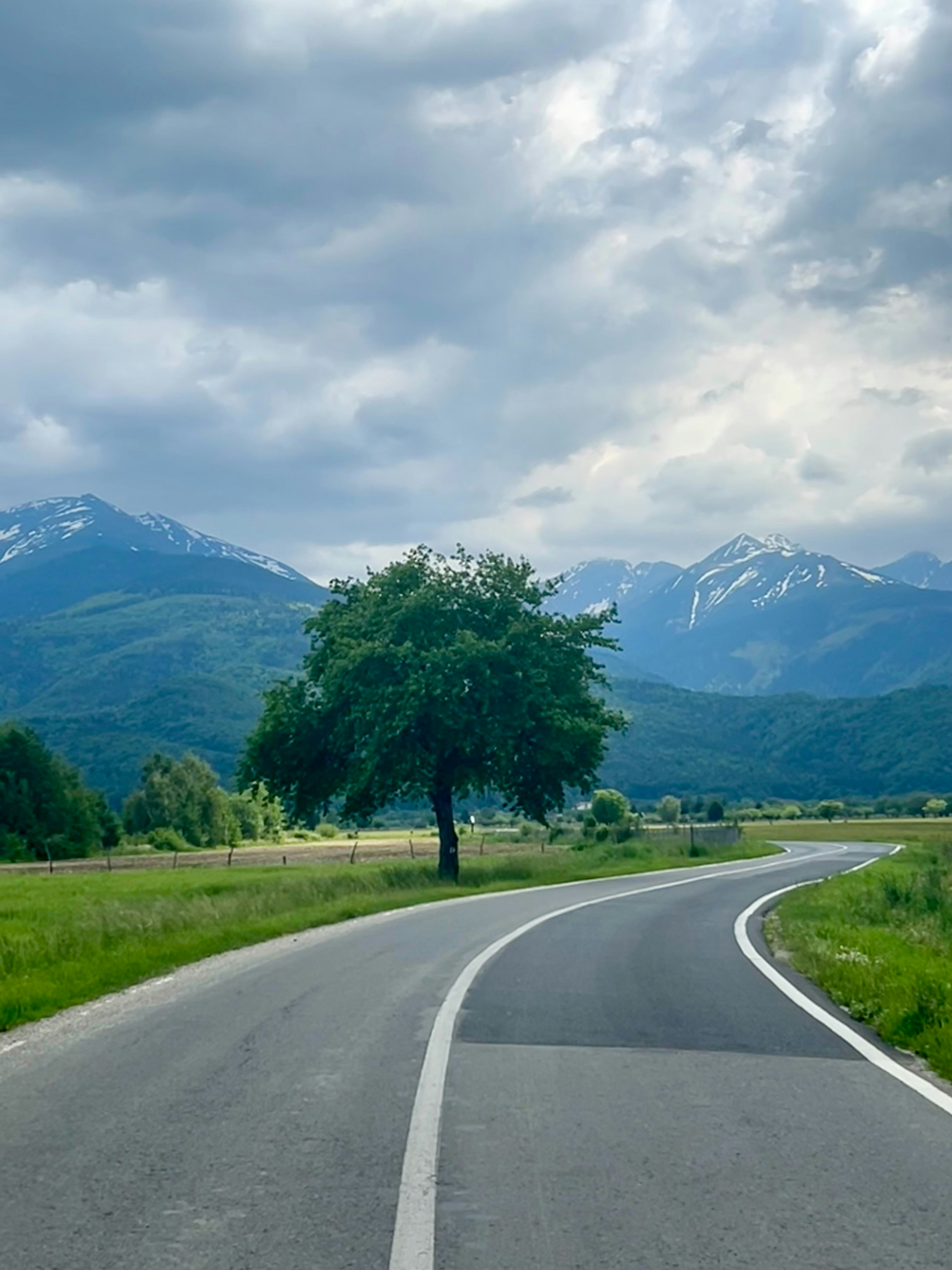 Tree at the Curve: A Lonesome Landmark Against the Mountain Horizon
