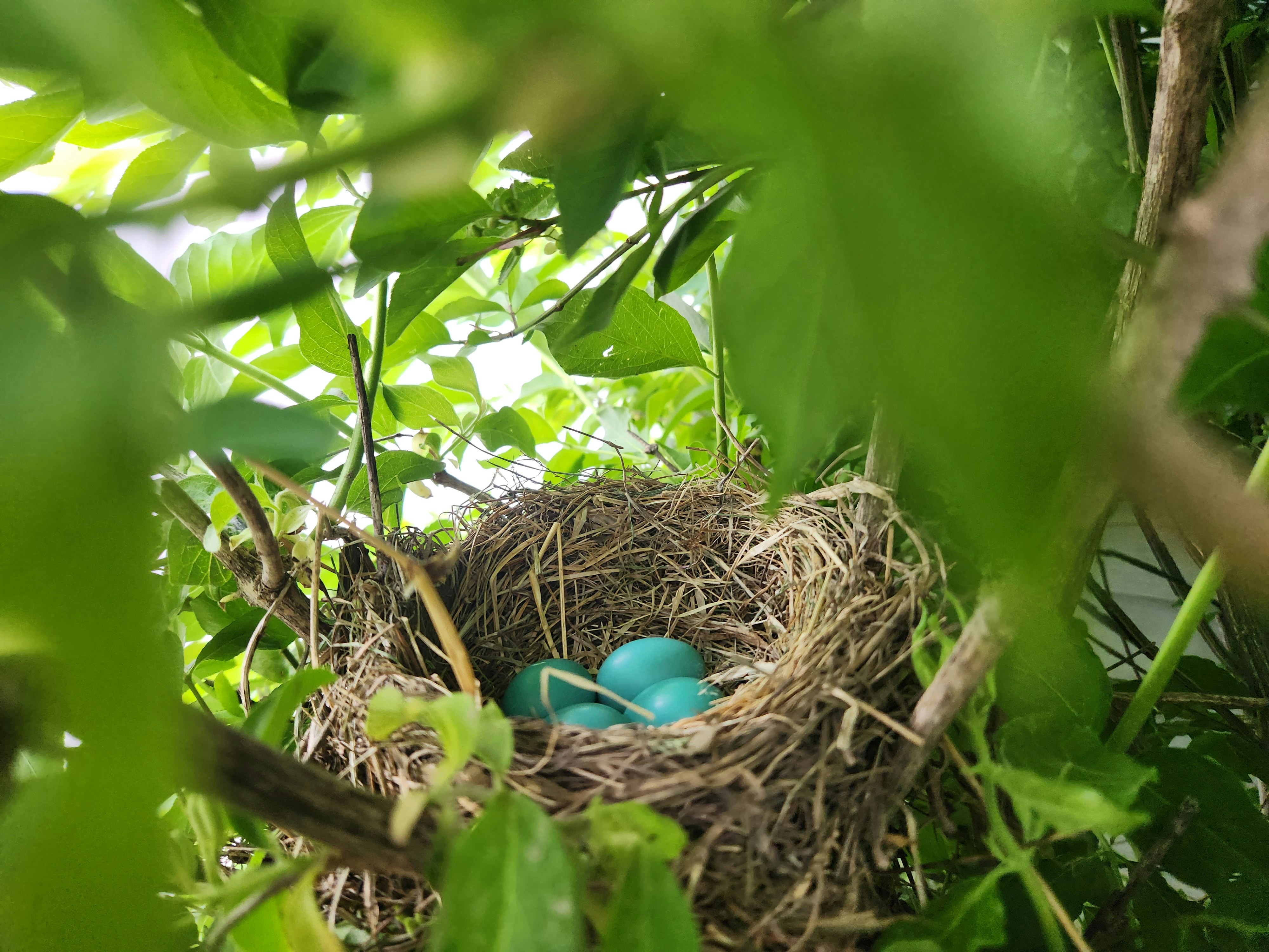 Blue Eggs in a Nest Hidden Amid Green Canopy