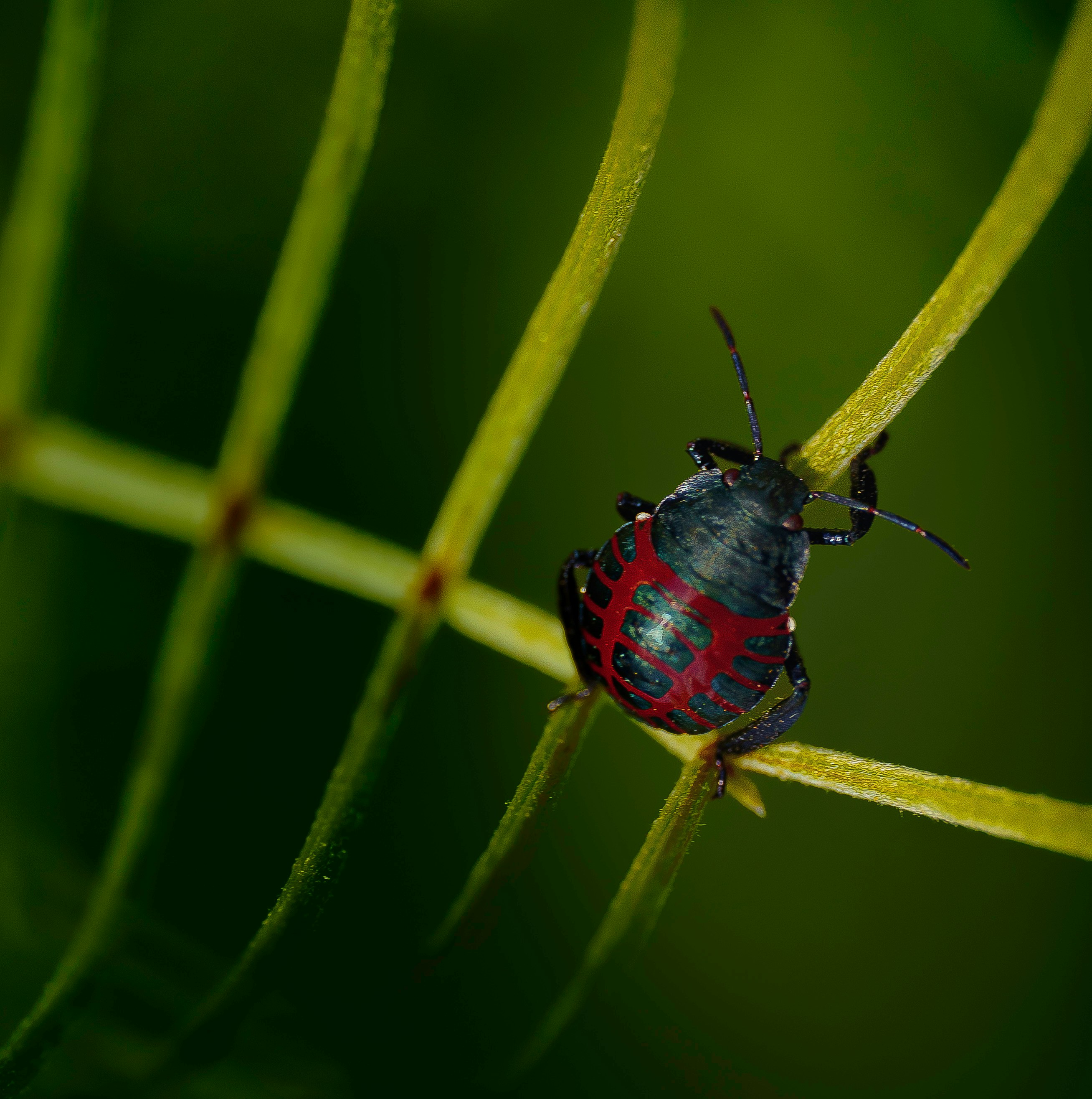 Red-and-Black Shieldbug Crossing a Sunlit Tendril