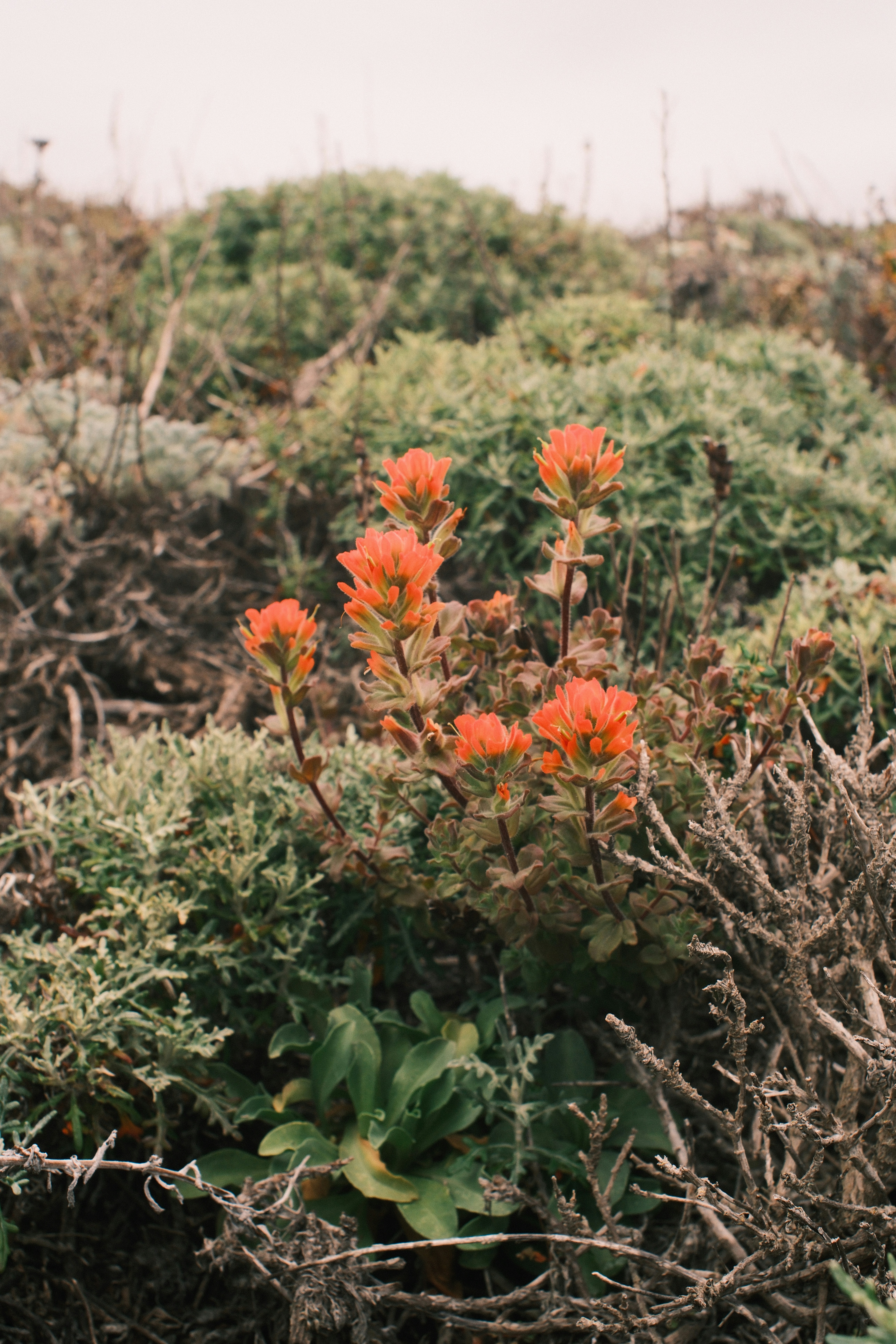 Orange-flowered sprigs rising from a scrubby coastal bed