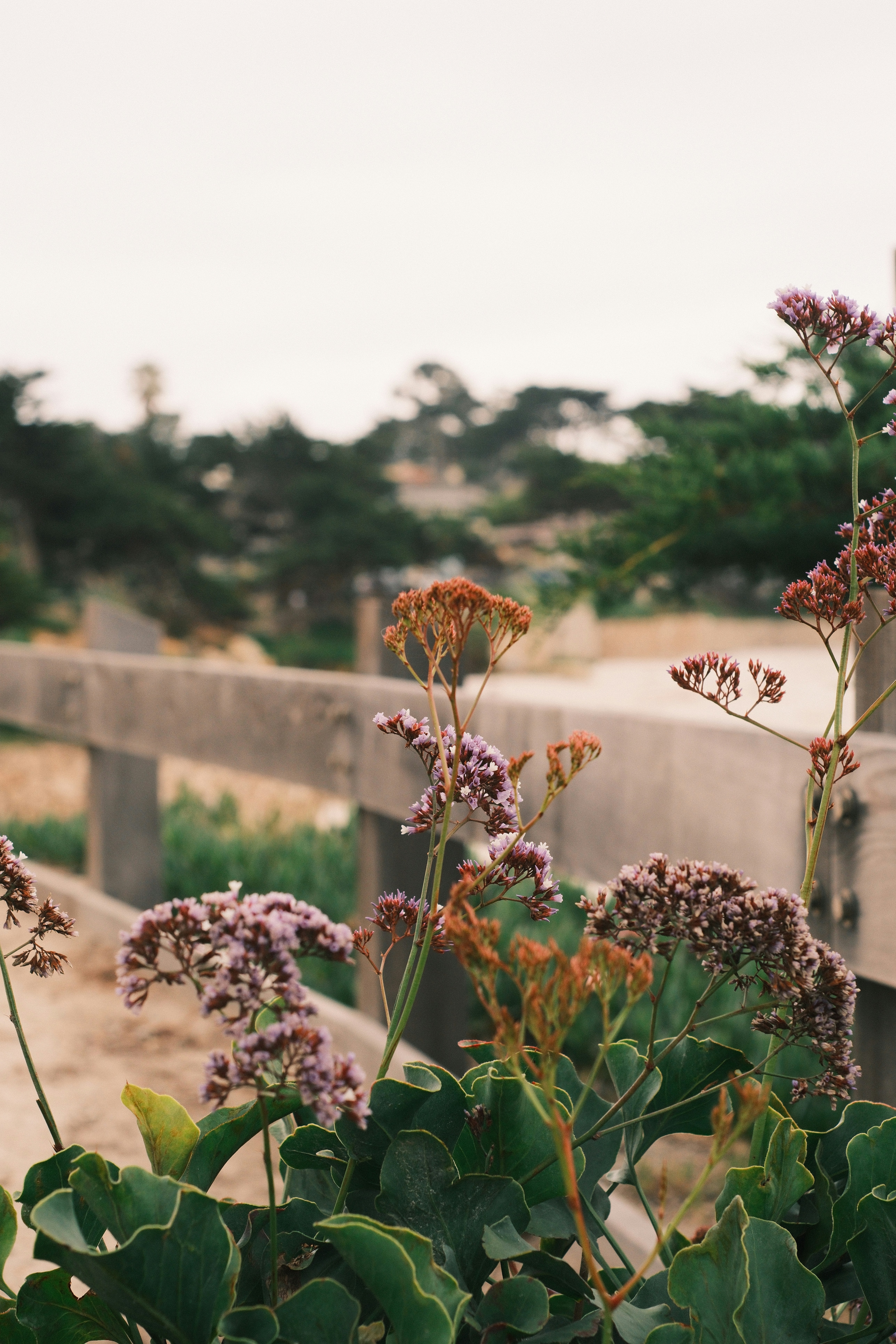 Floral Corridor: Wildflowers Framing a Weathered Fence