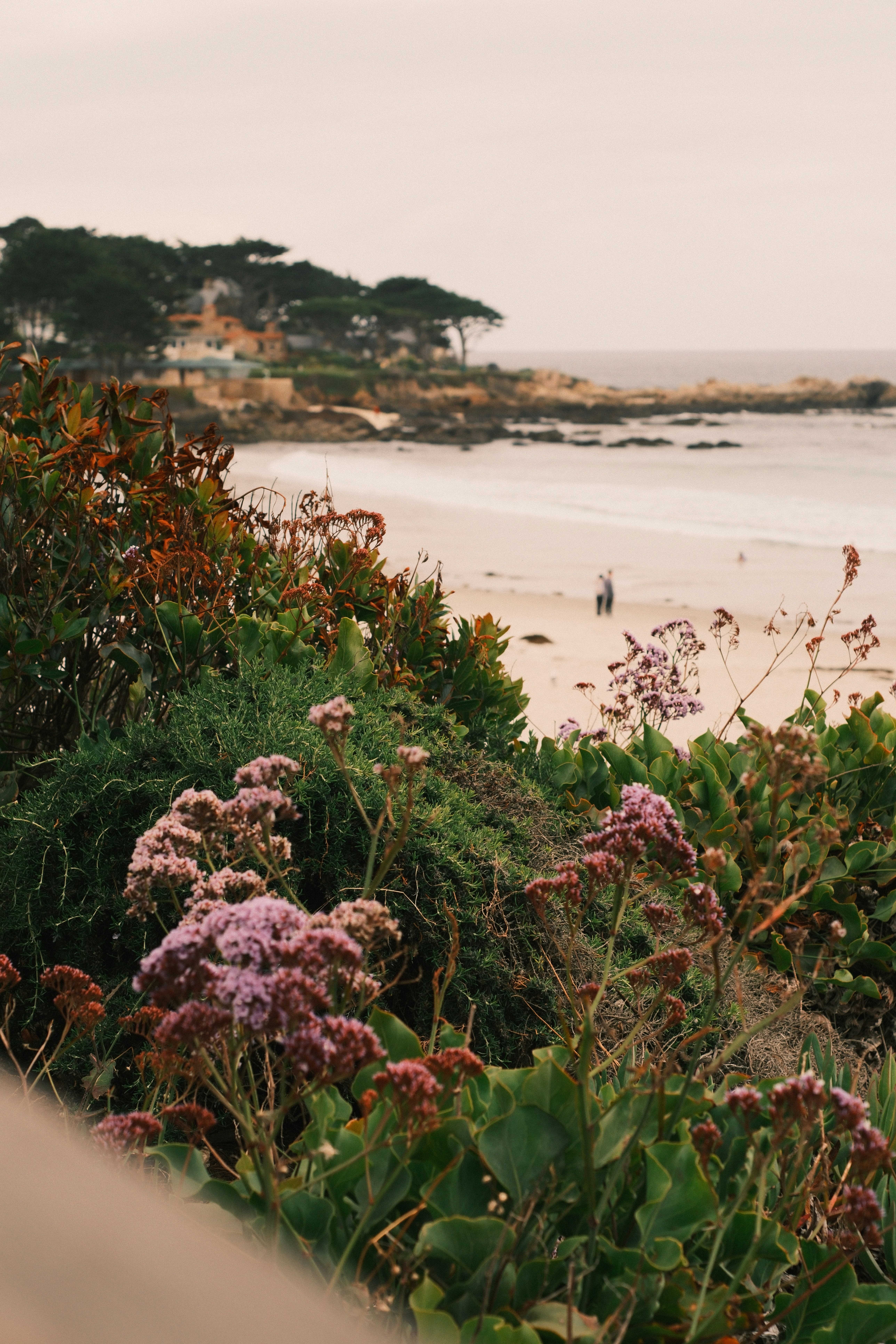 Coastal Garden in Soft Focus: Flowers Framing the Quiet Beach