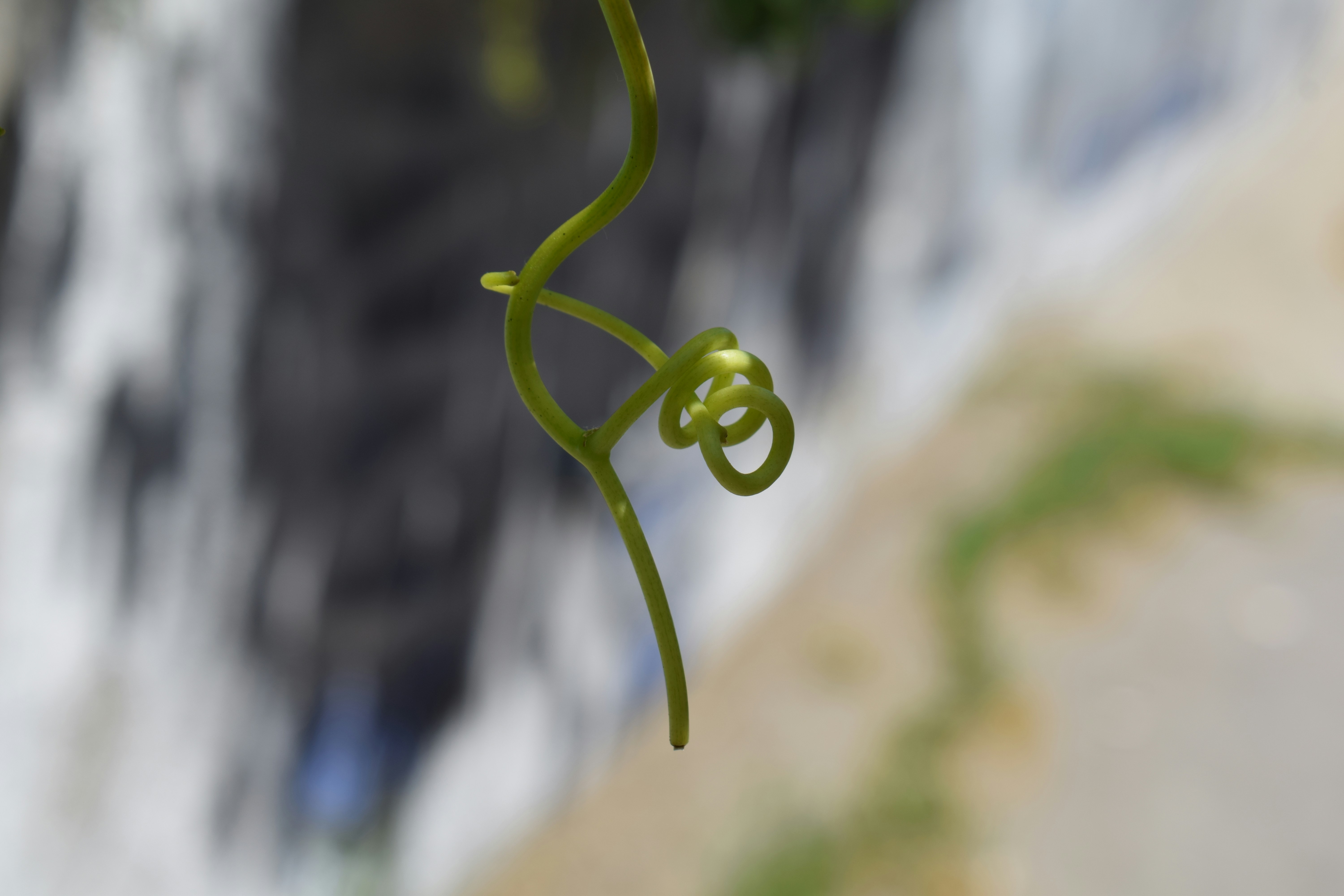 Curled Tendrils: A Green Spiral in Focus
