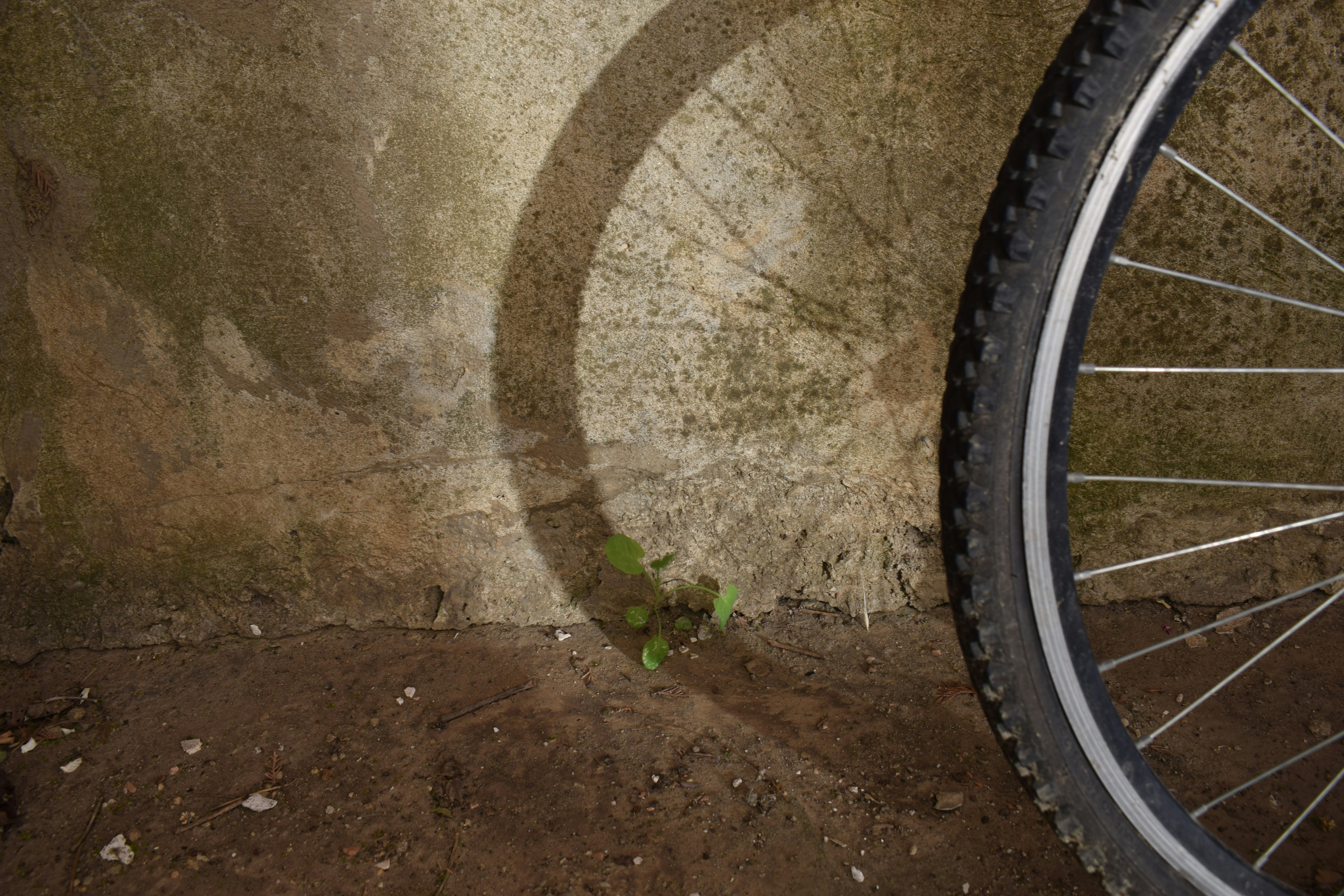 Corner of Motion: A Bicycle Wheel Framed by Earth and Wall