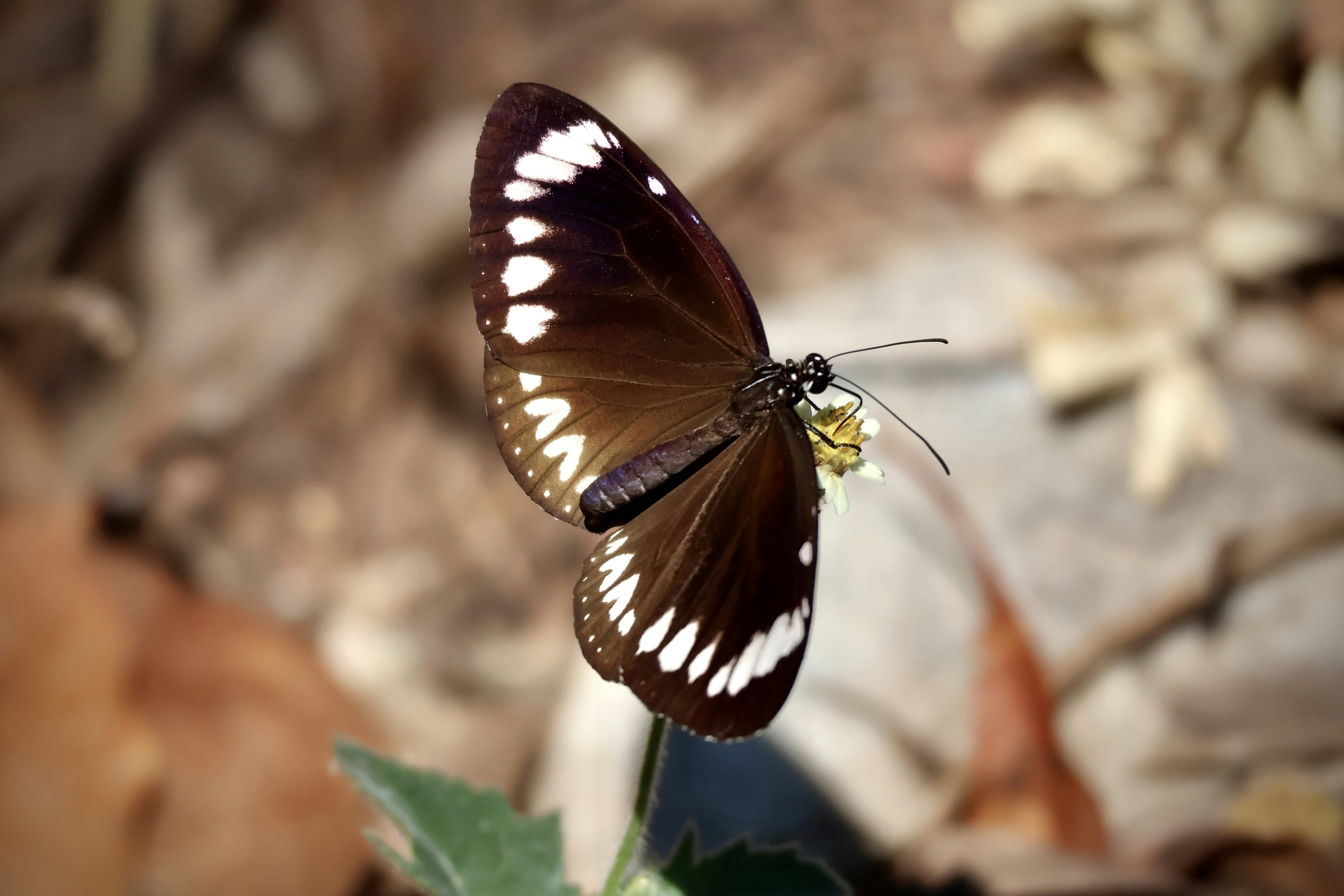 Midflight Moment: A Brown Butterfly Gracing a Quiet Leafy Trail