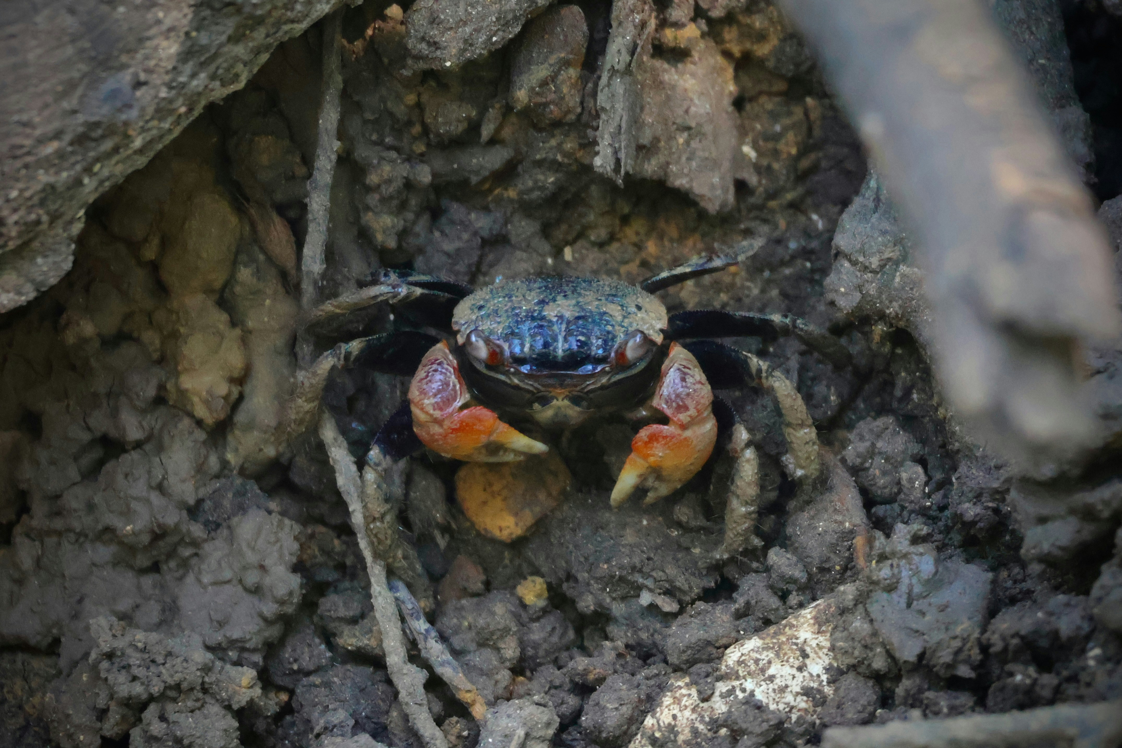 Crimson-Clawed Ambush: A Burrow-Guard Crab Staring from the Earth