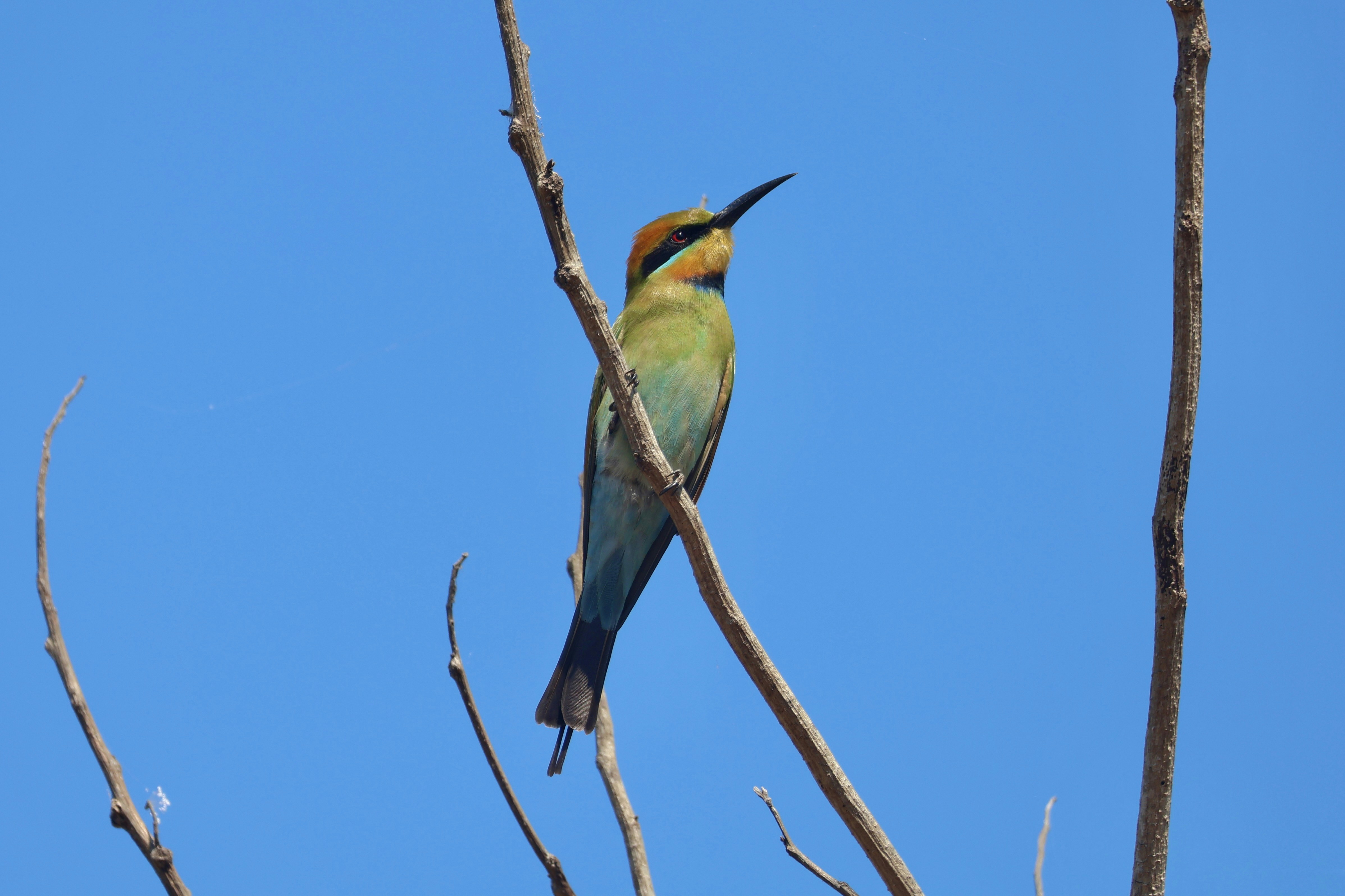 Azure Sky Hunter: A Vibrant Kingfisher Perched in Bright Contrast