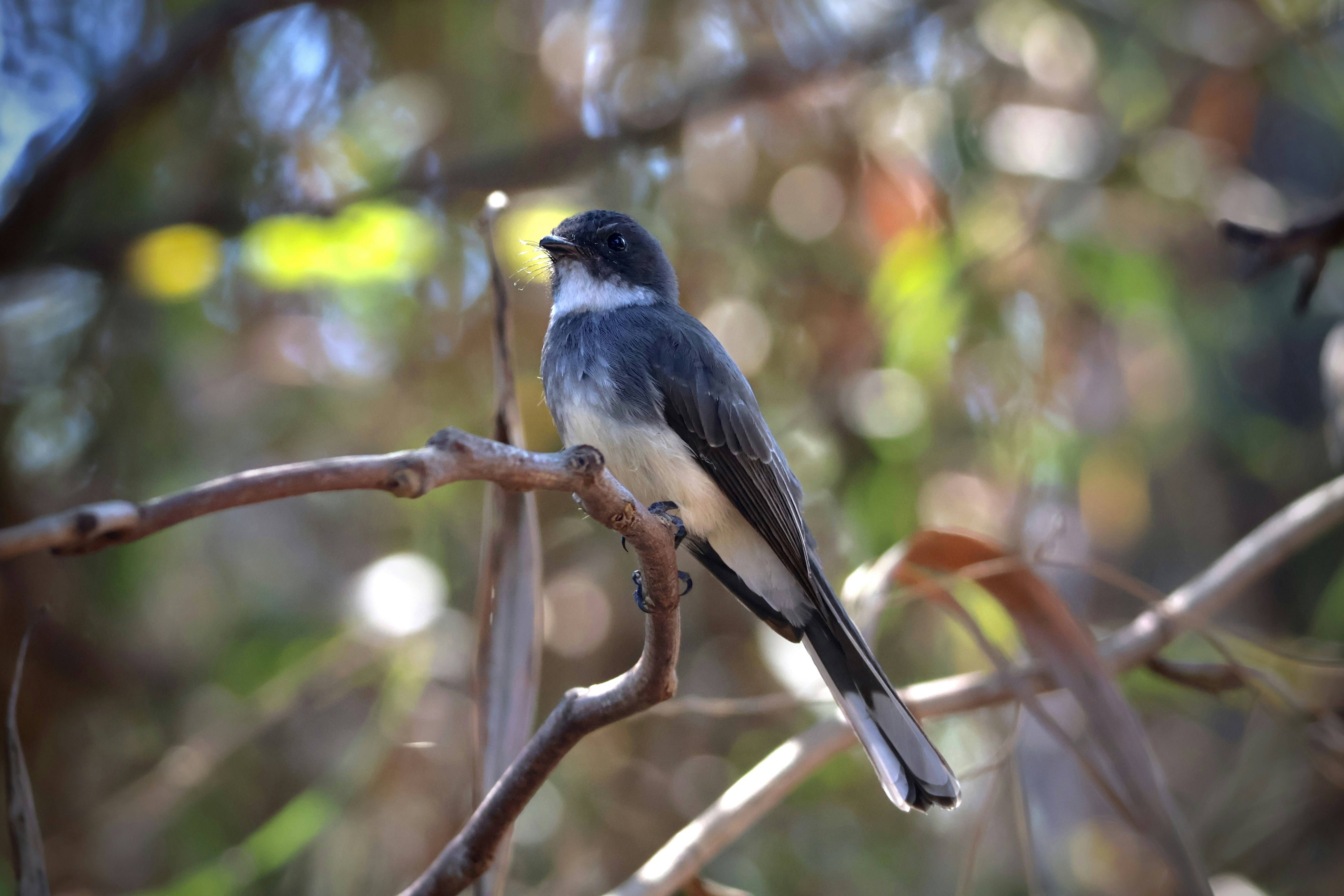 Blue-tinged Perched Songbird Among Branches