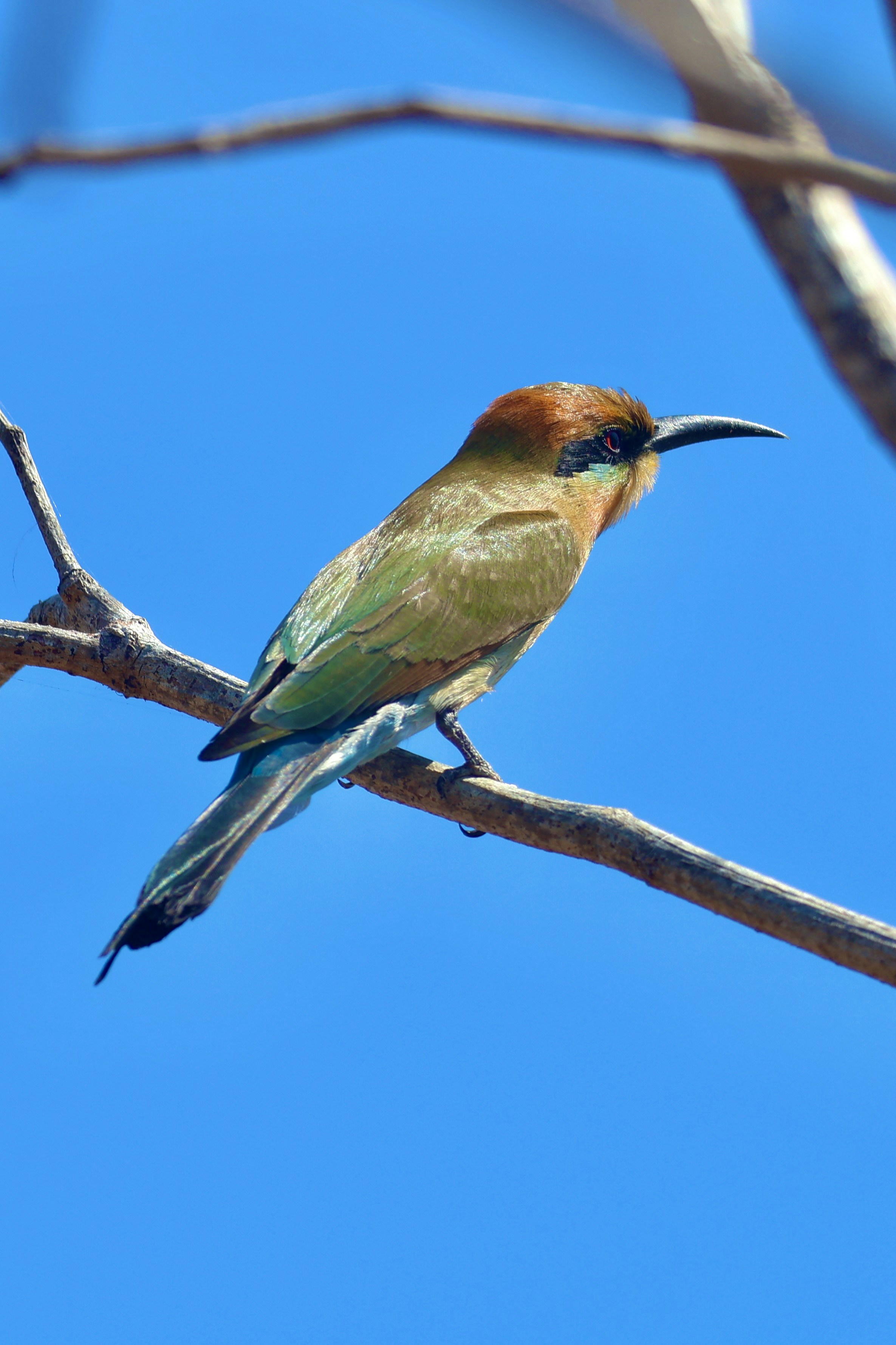Azure sky, emerald bird: a perched bee-eater against a vivid blue backdrop