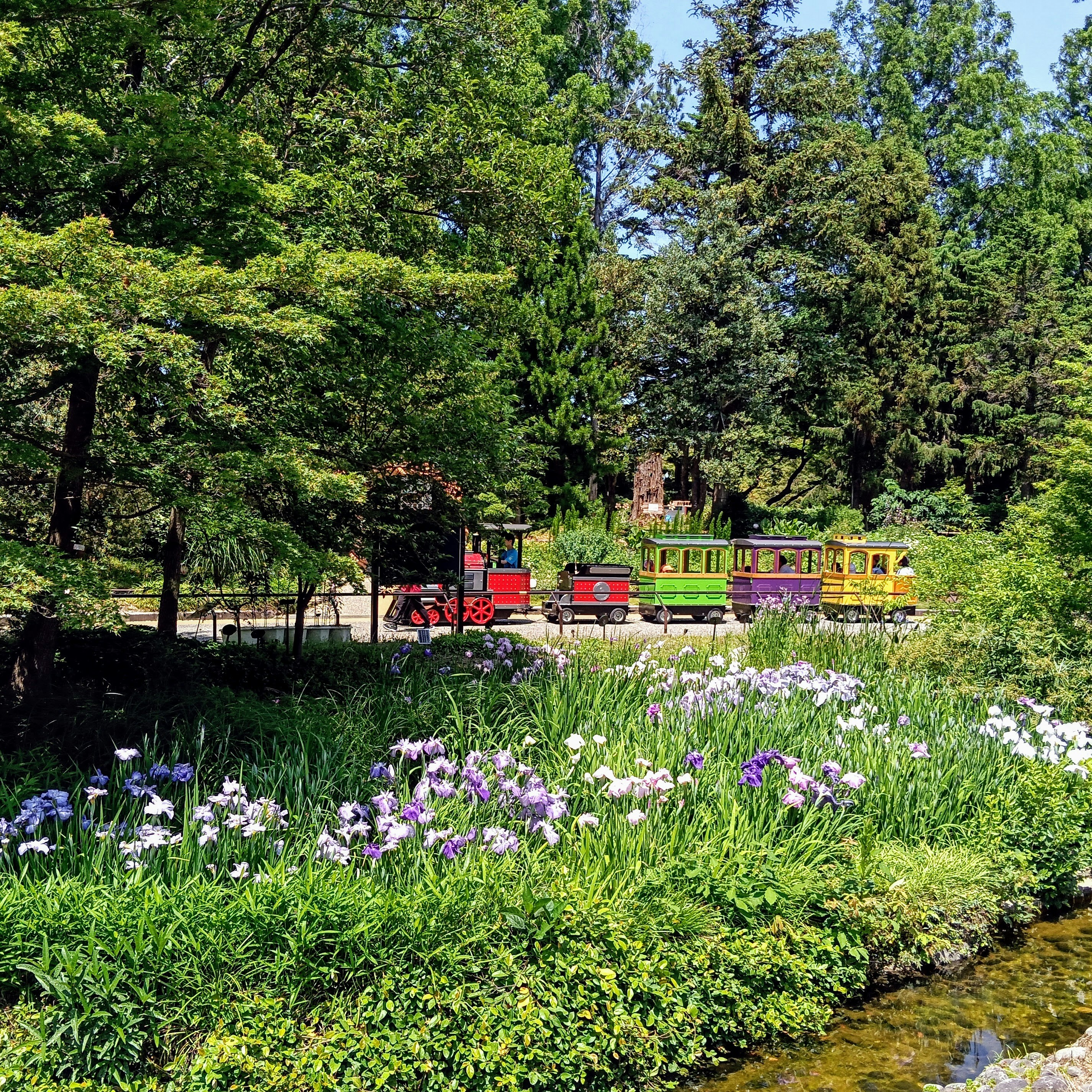 Colorful miniature train passes through a vibrant garden with irises.