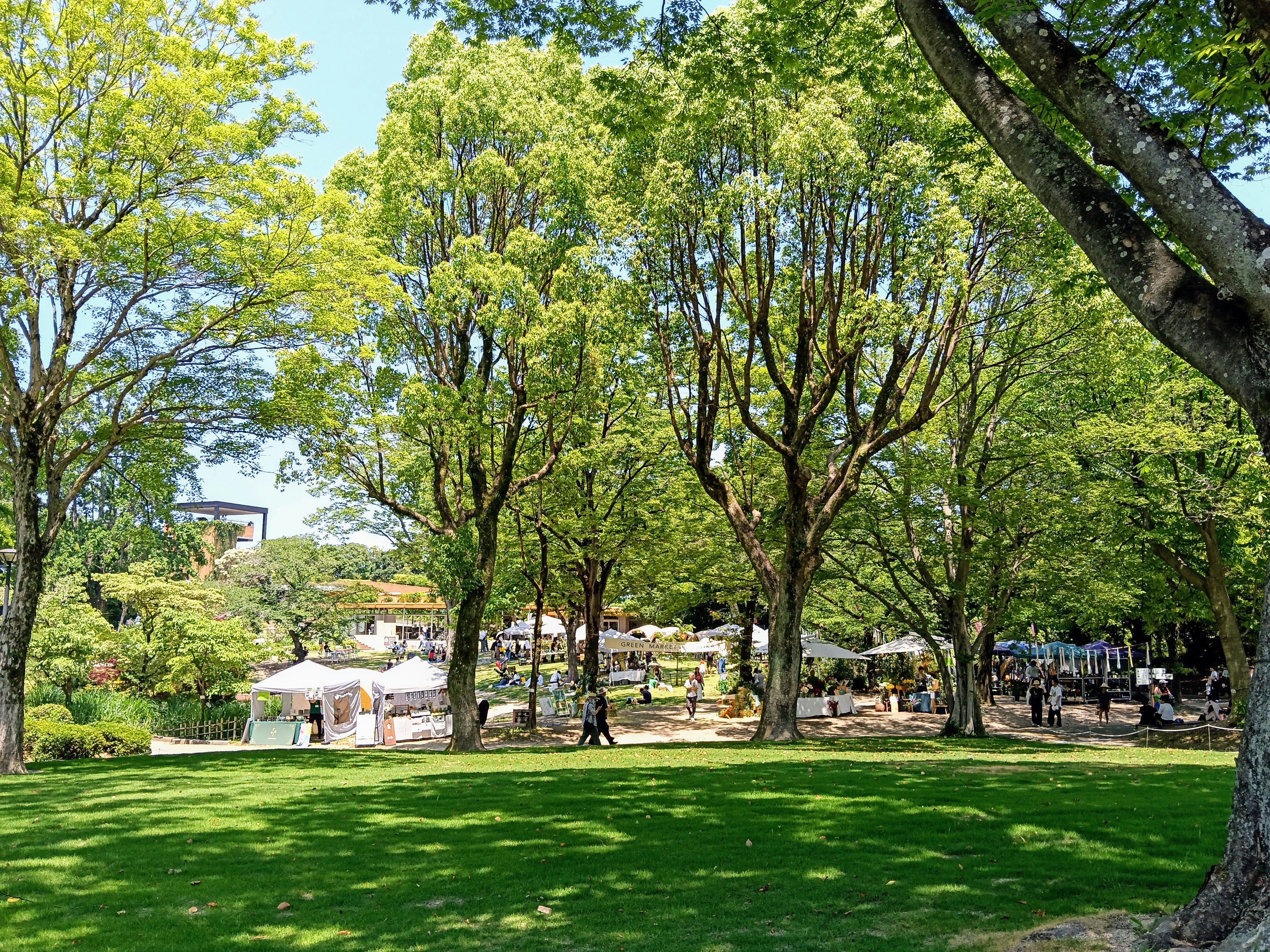 A sunny park with tall green trees and white tents.