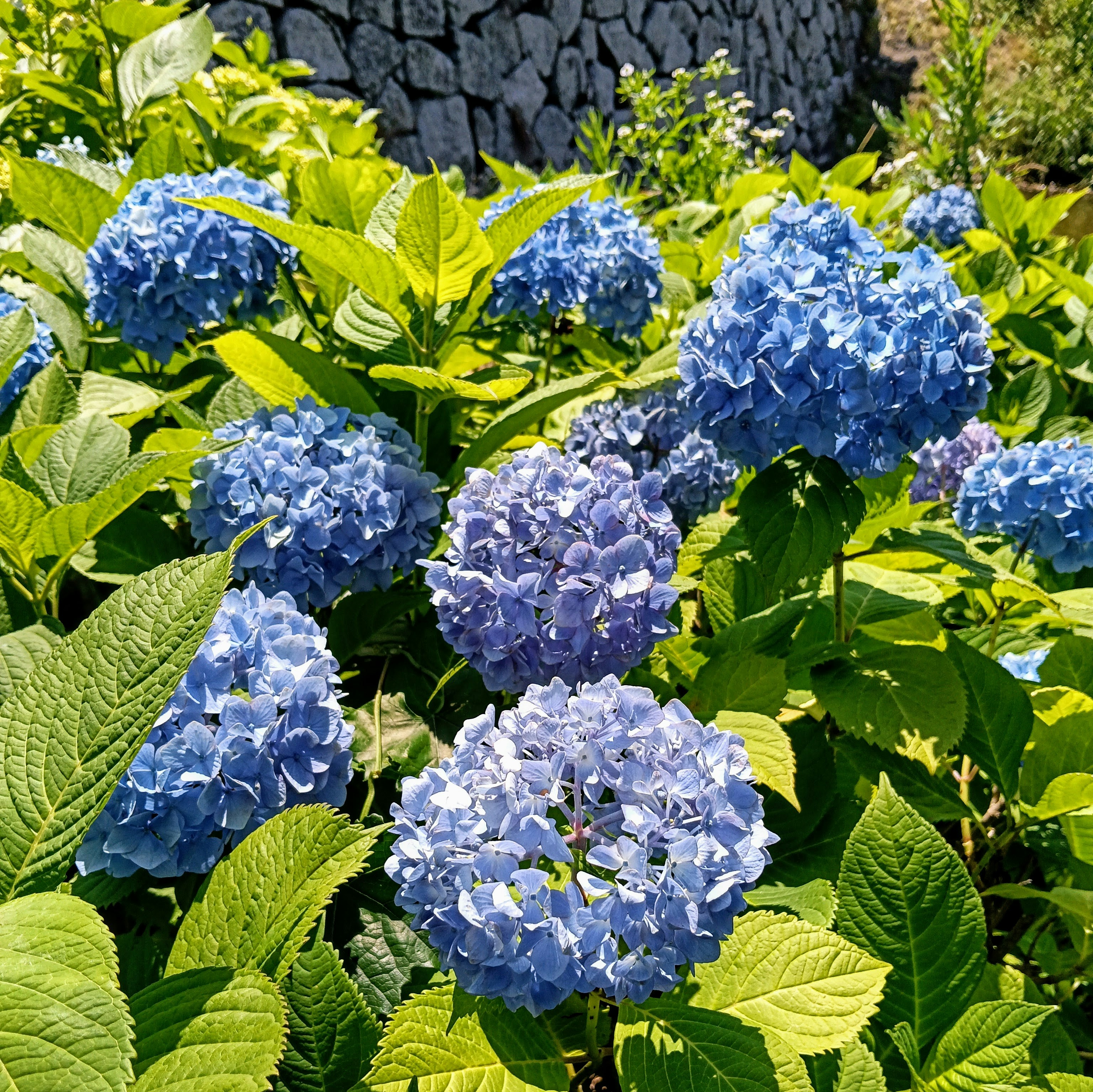 Photo by NEXTERA with Oppo A5 5G