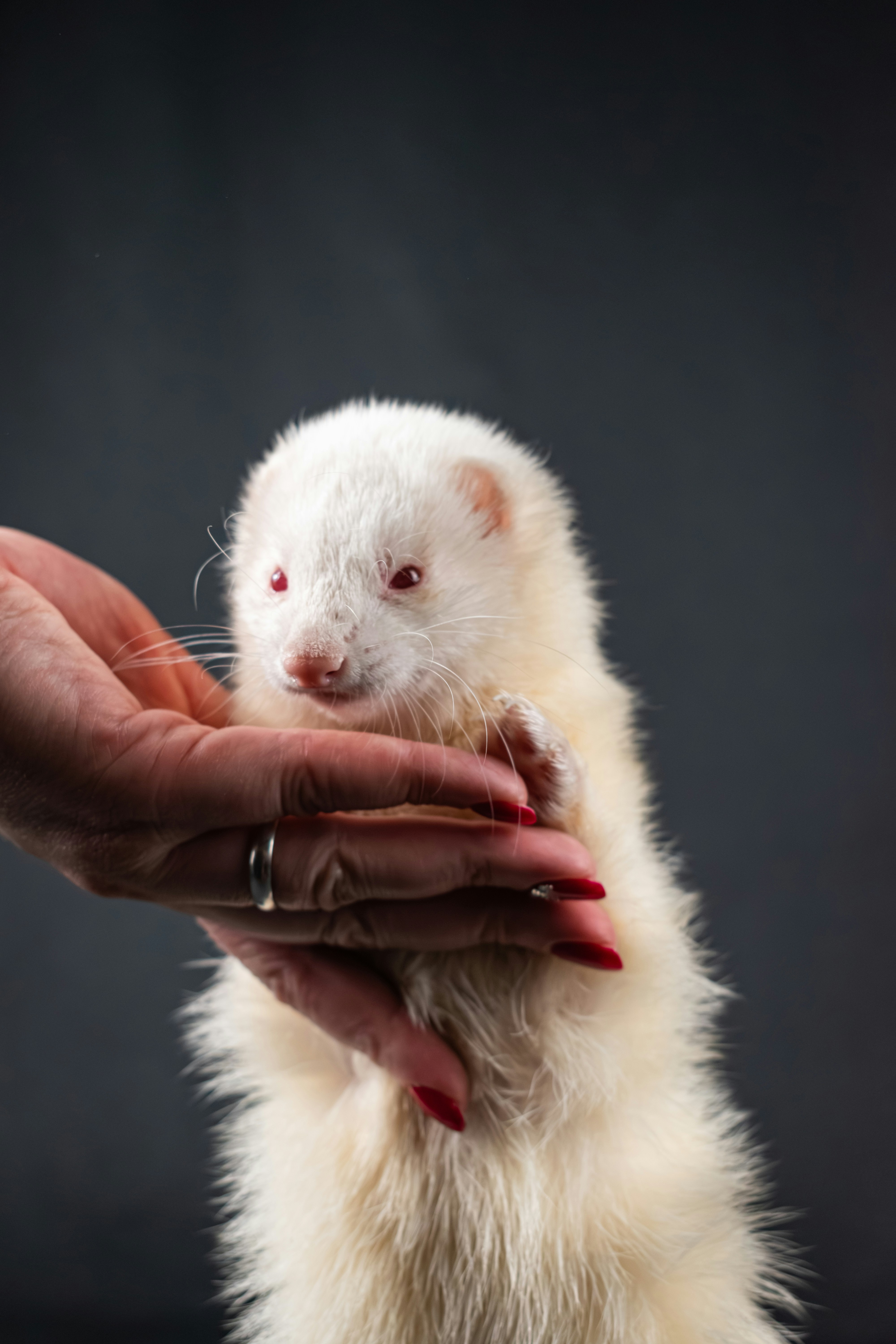Gentle Ferret in a Handful of Light